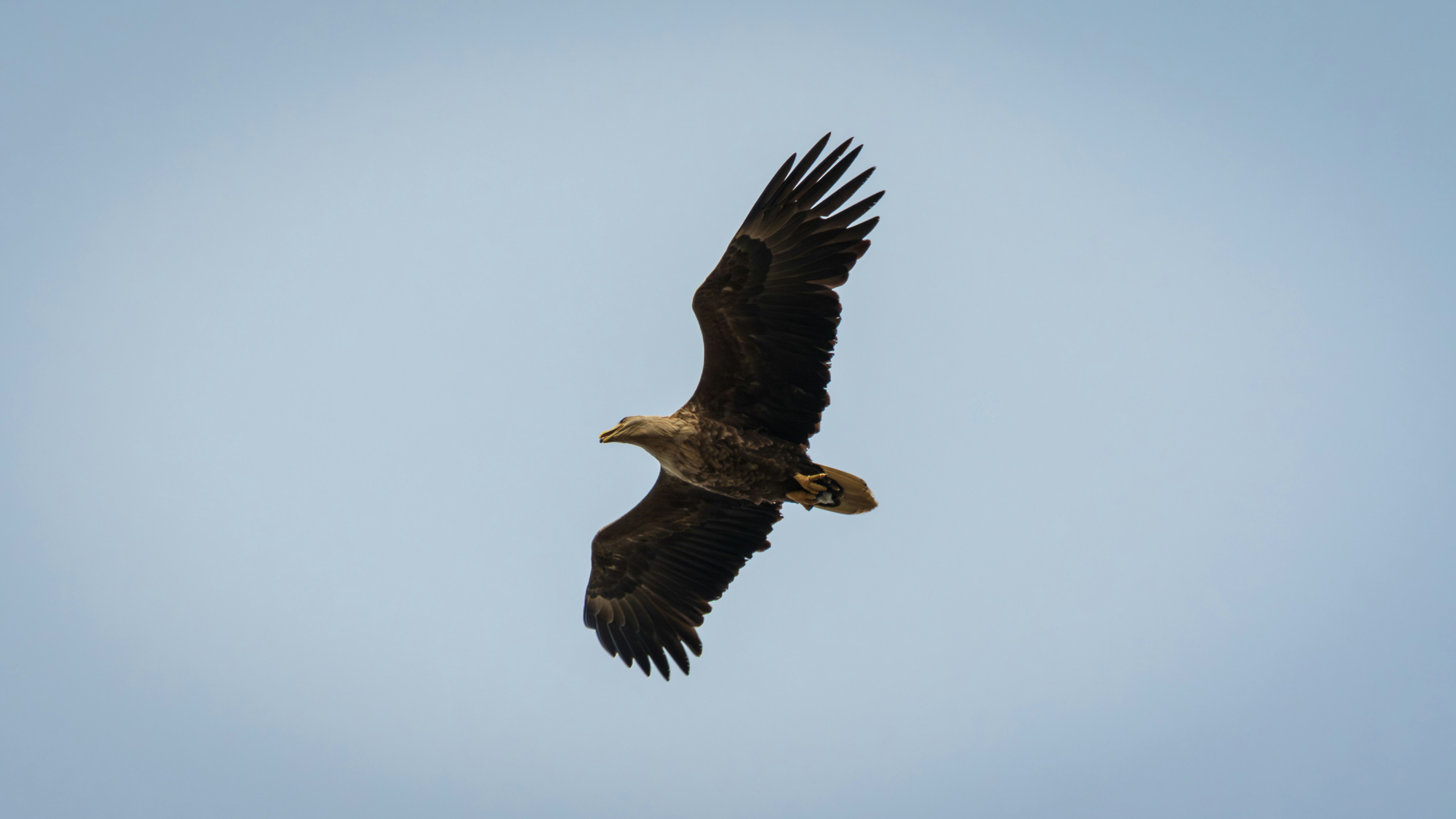 Soaring Gaze: A Bald Eagle in Quiet Flight