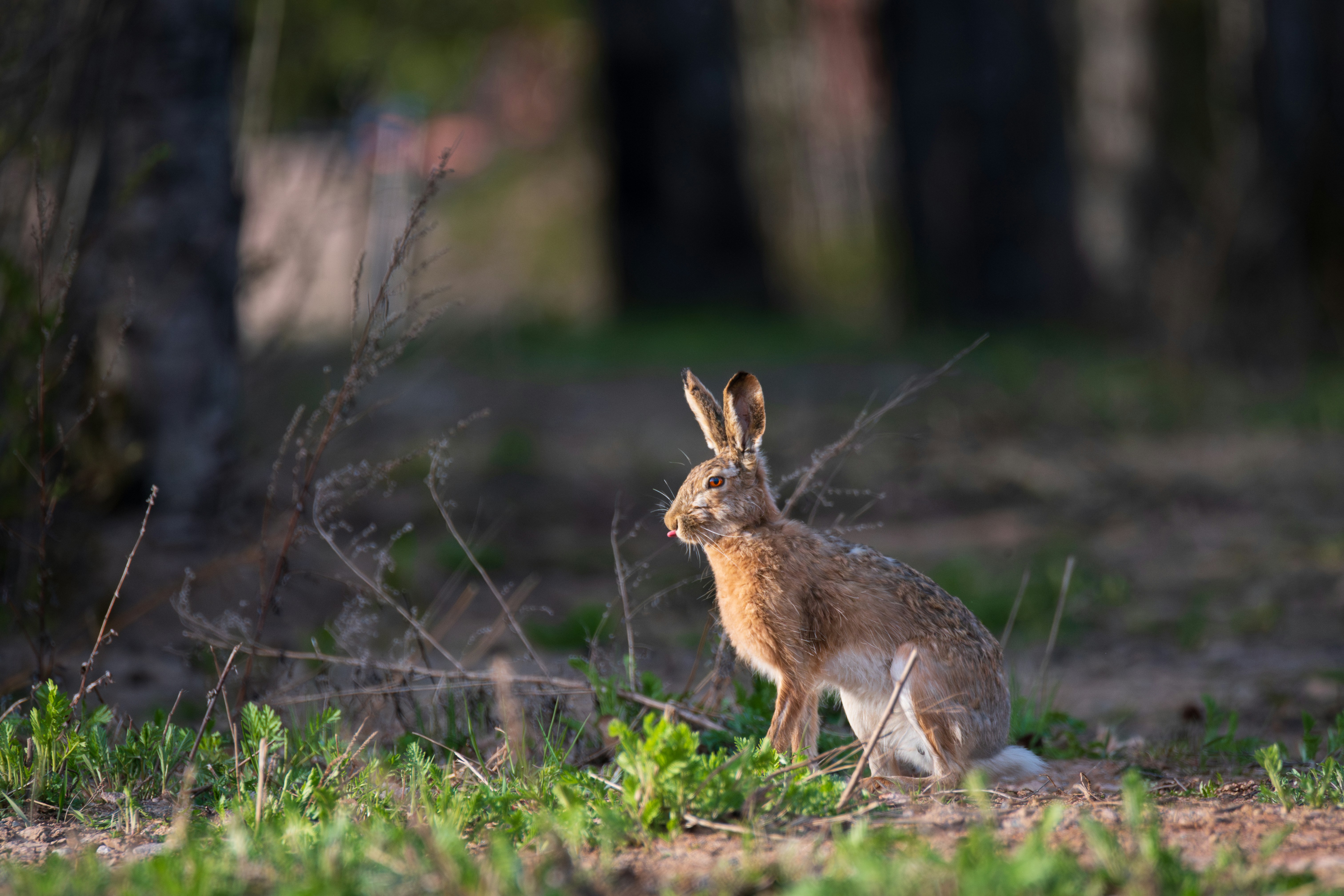Quiet Bunny in Dappled Light