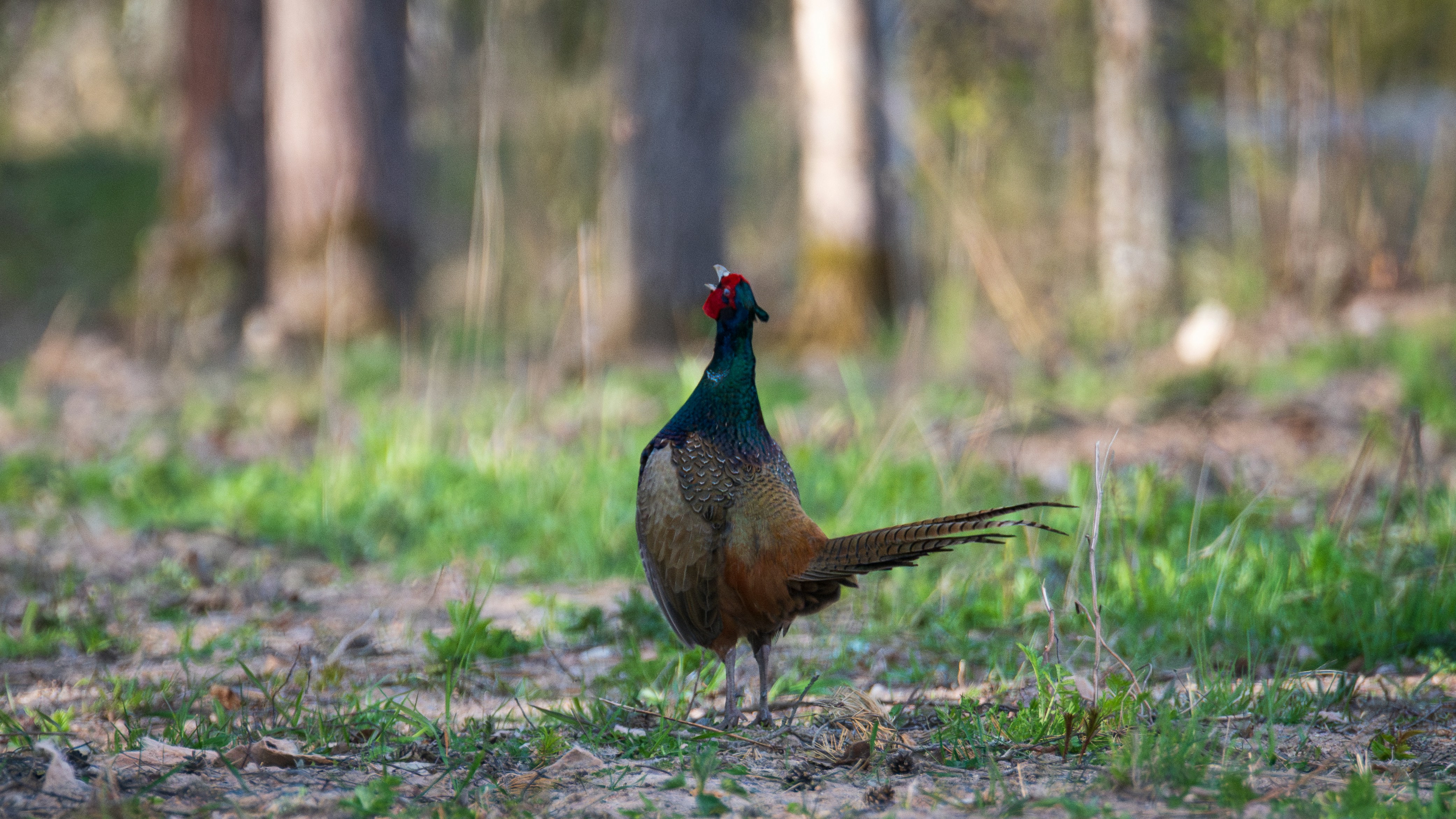 Red-Gold Grouse in a Forest Clearing