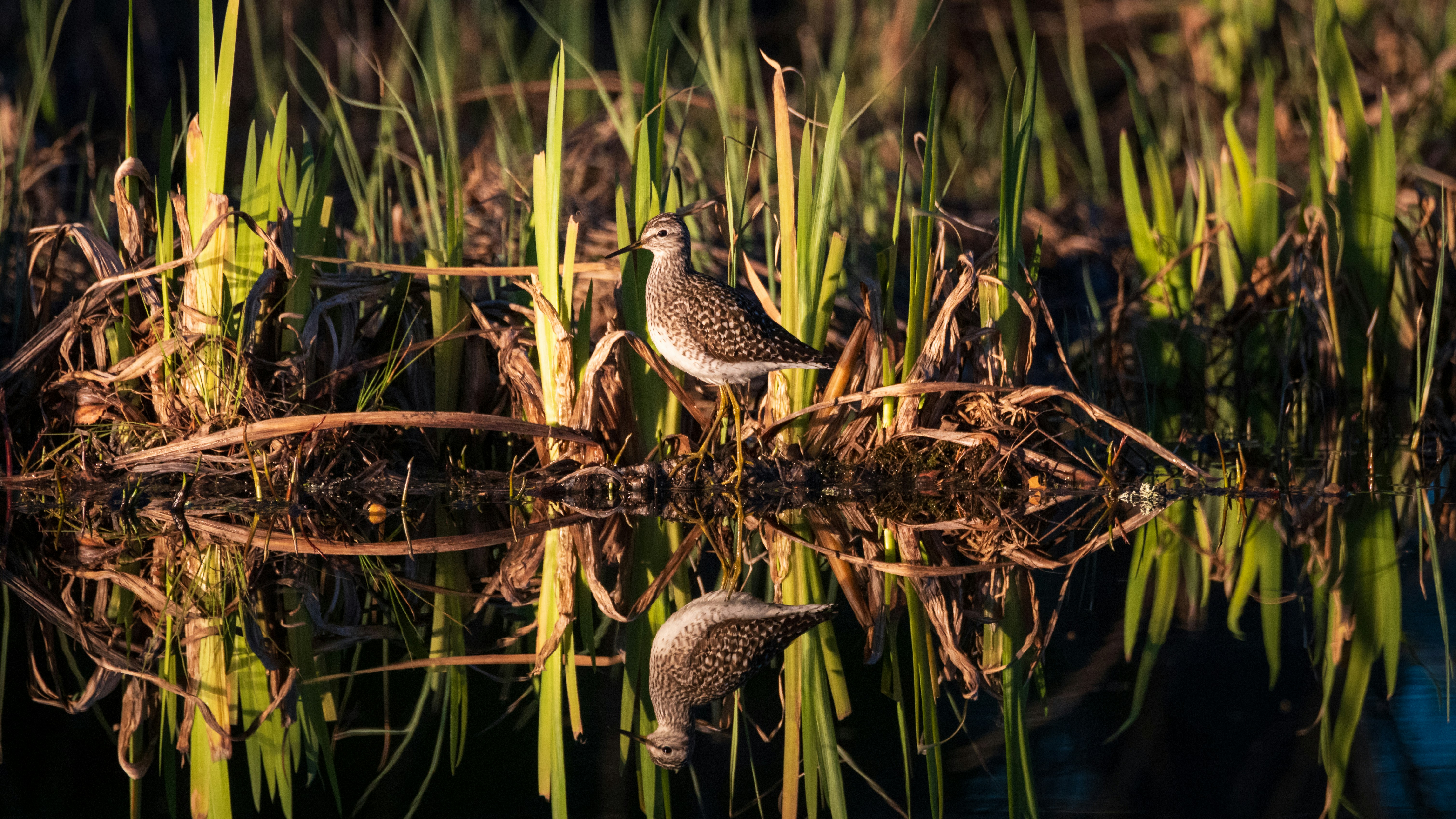 Silent Sedge-fronted Wader Across Moonlit Reed Mirror