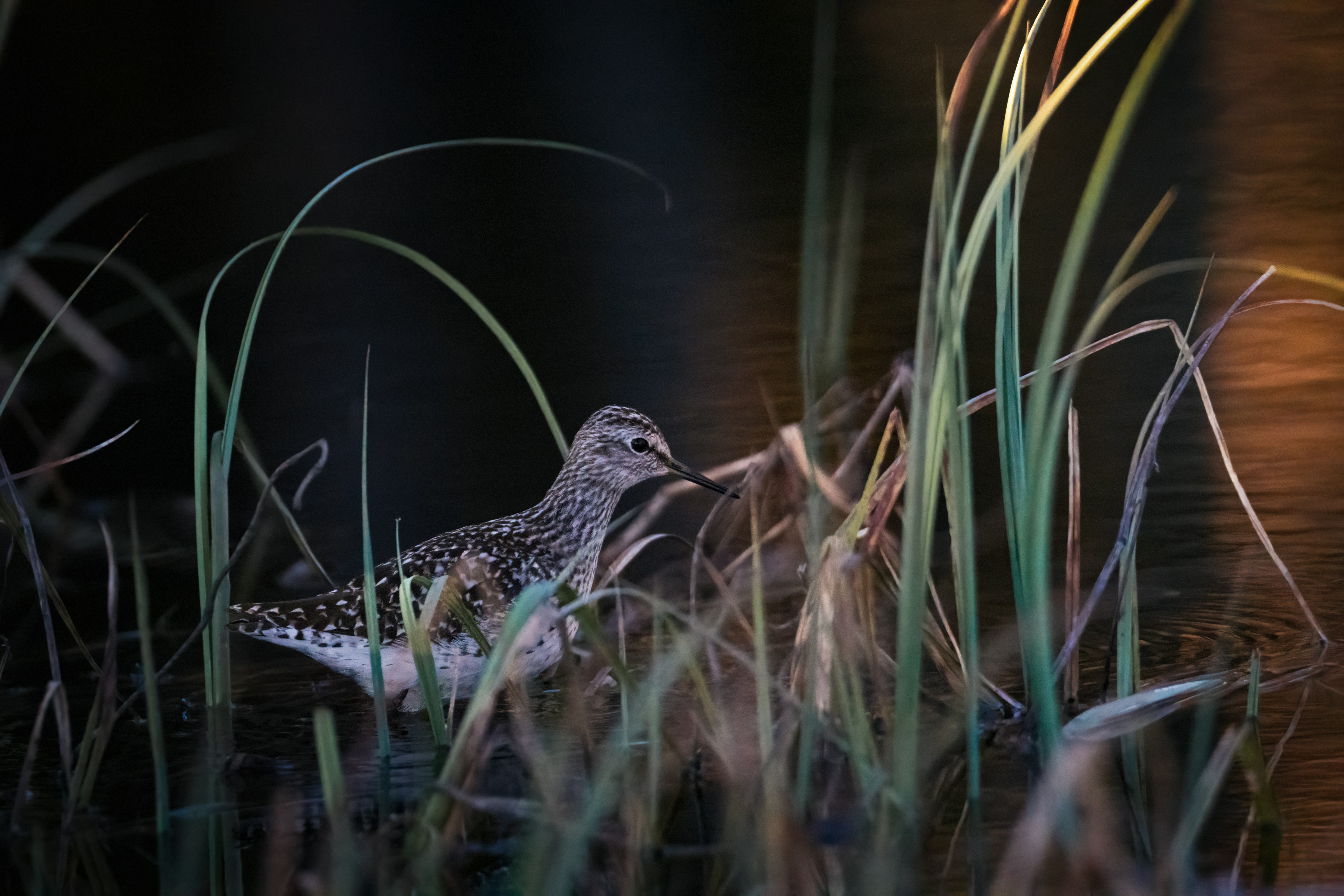 Whisper of a Wader: A Night Heron Silhouette Among Reeds