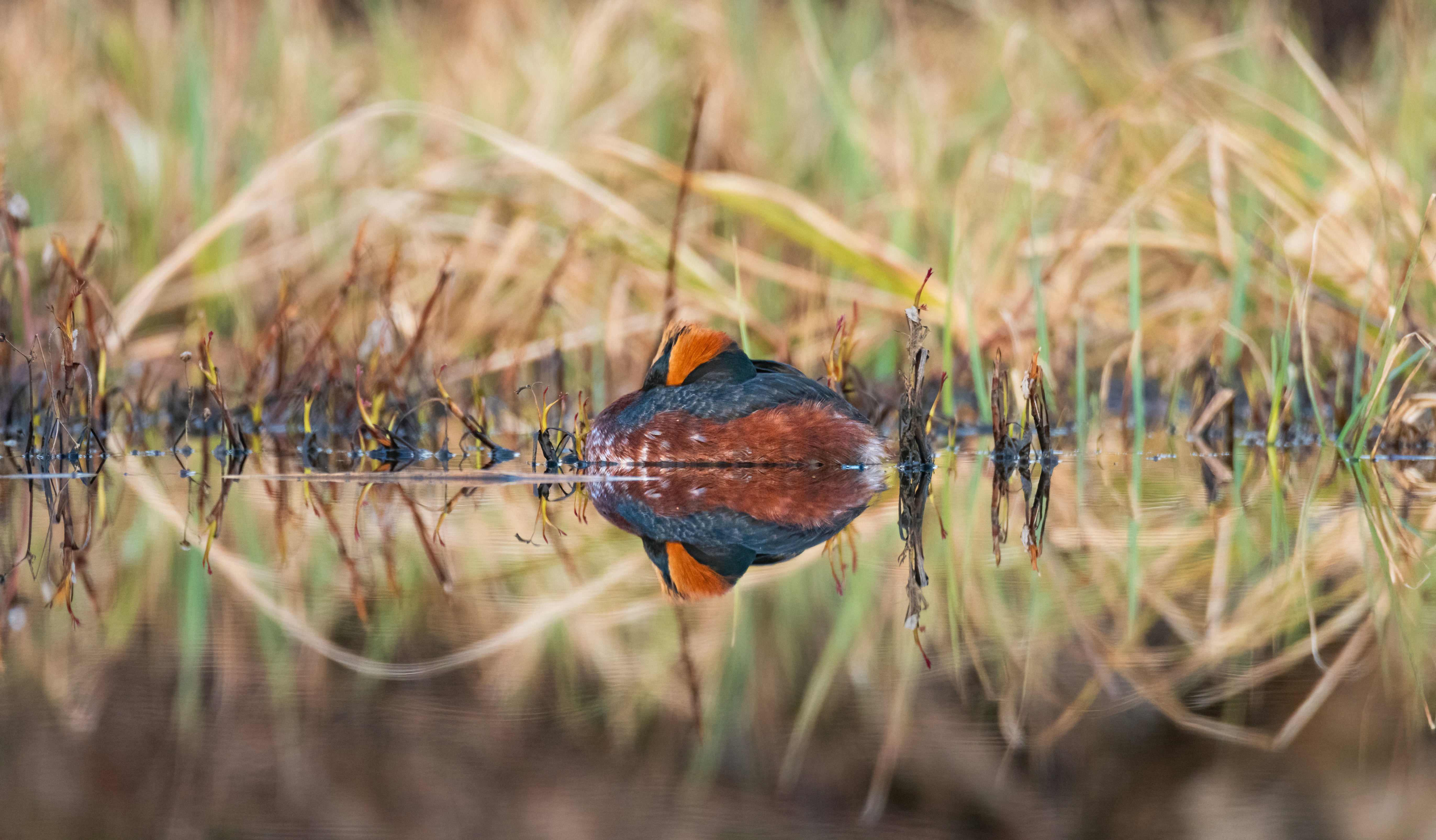 Reflective Waterfowl: A Red-Breasted Bird in a Glassy Mirror