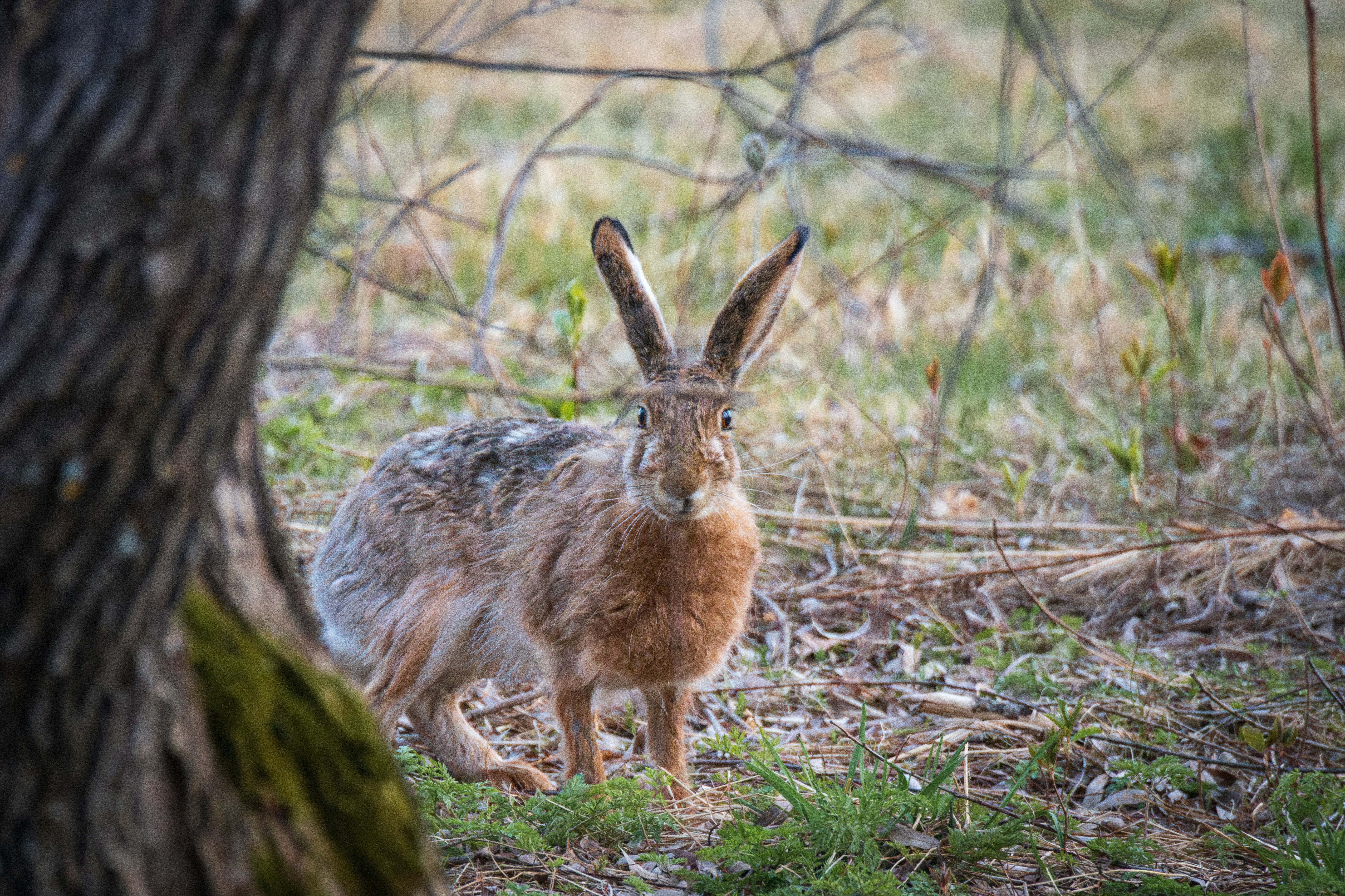 Hidden Hopper: A Burly Rabbit Pauses Behind the Trunk