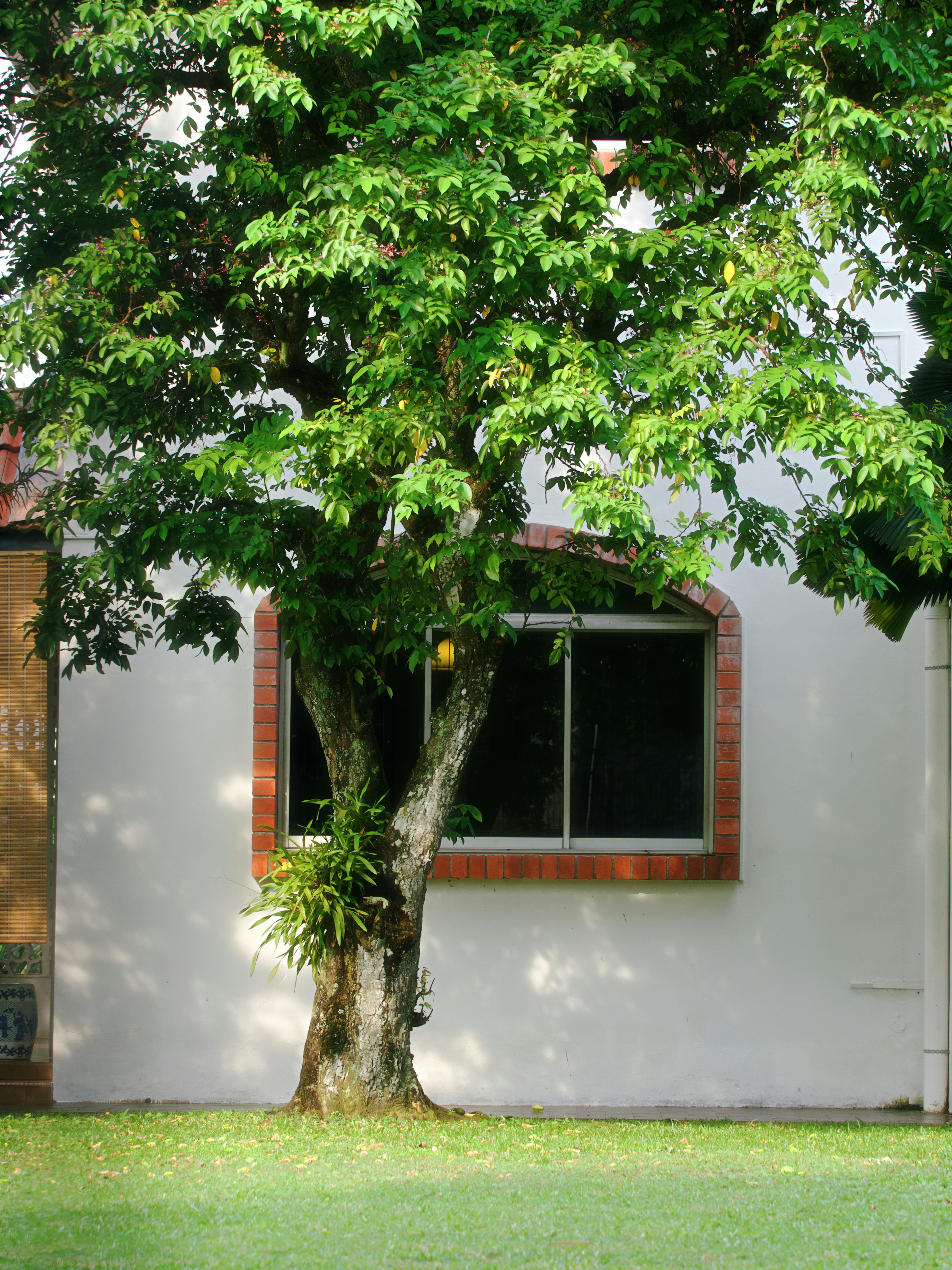 Tree in Front of a White Wall with Brick-Framed Window
