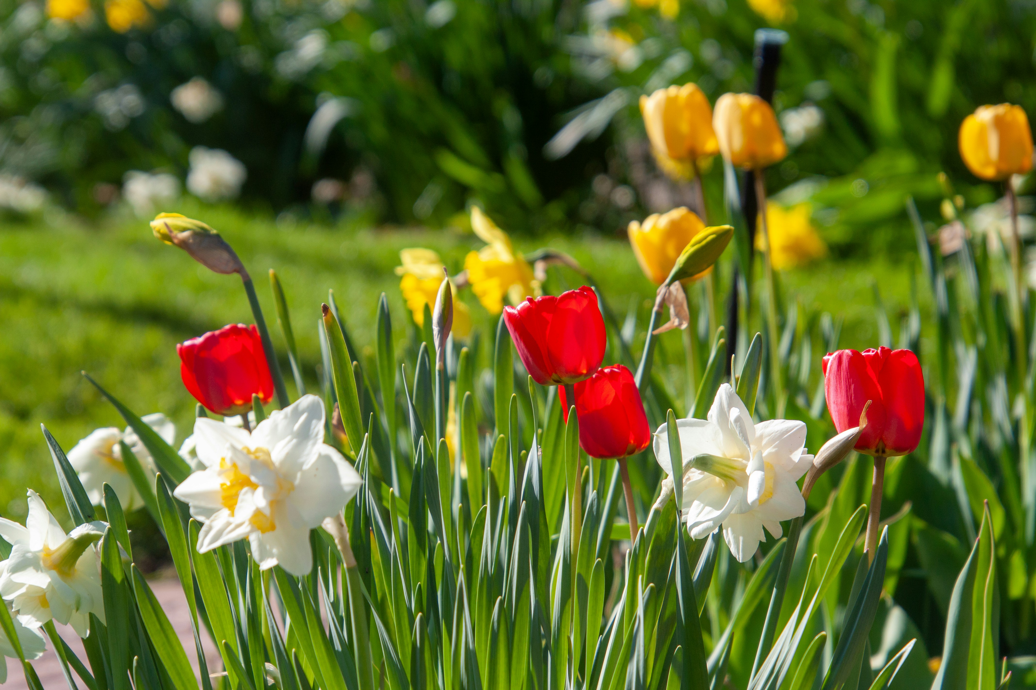 Tulip Serenade: A Burst of Red and White in Morning Light