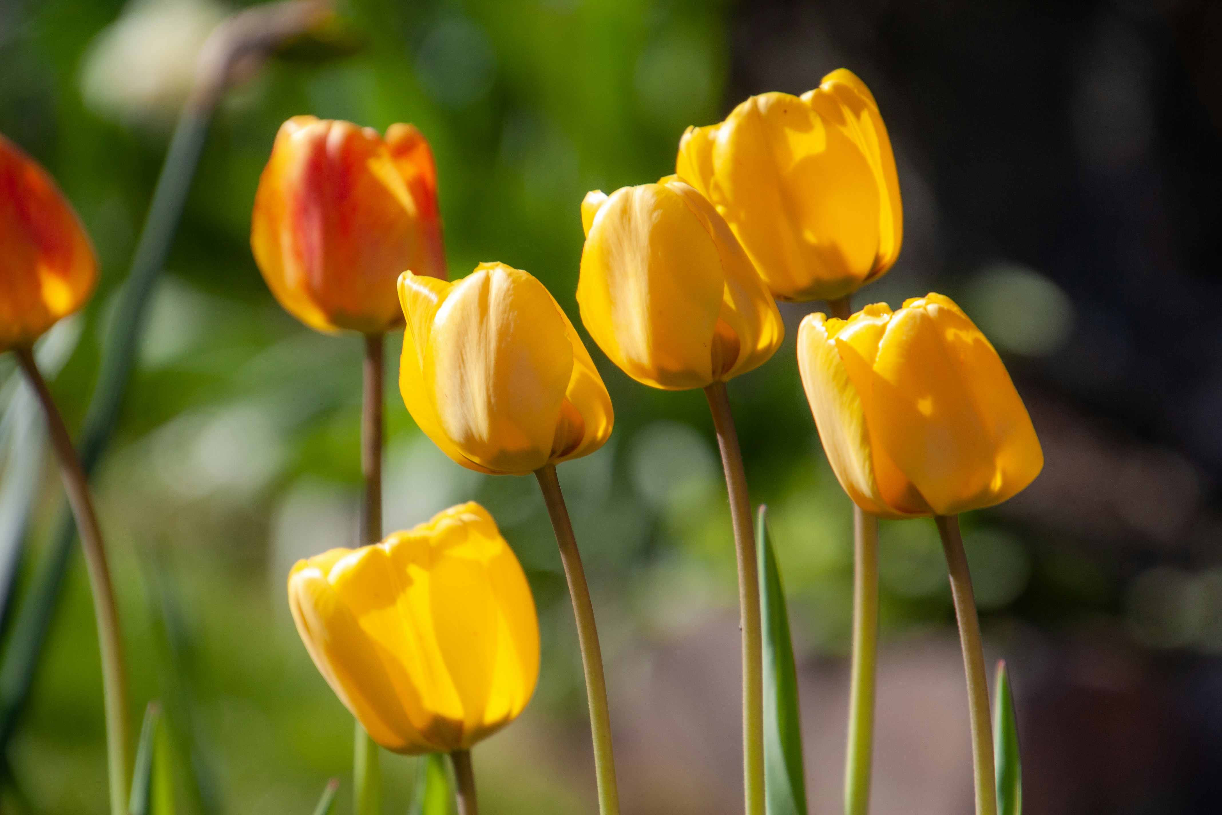 Sunlit Tulips: Golden Boats in a Quiet Garden