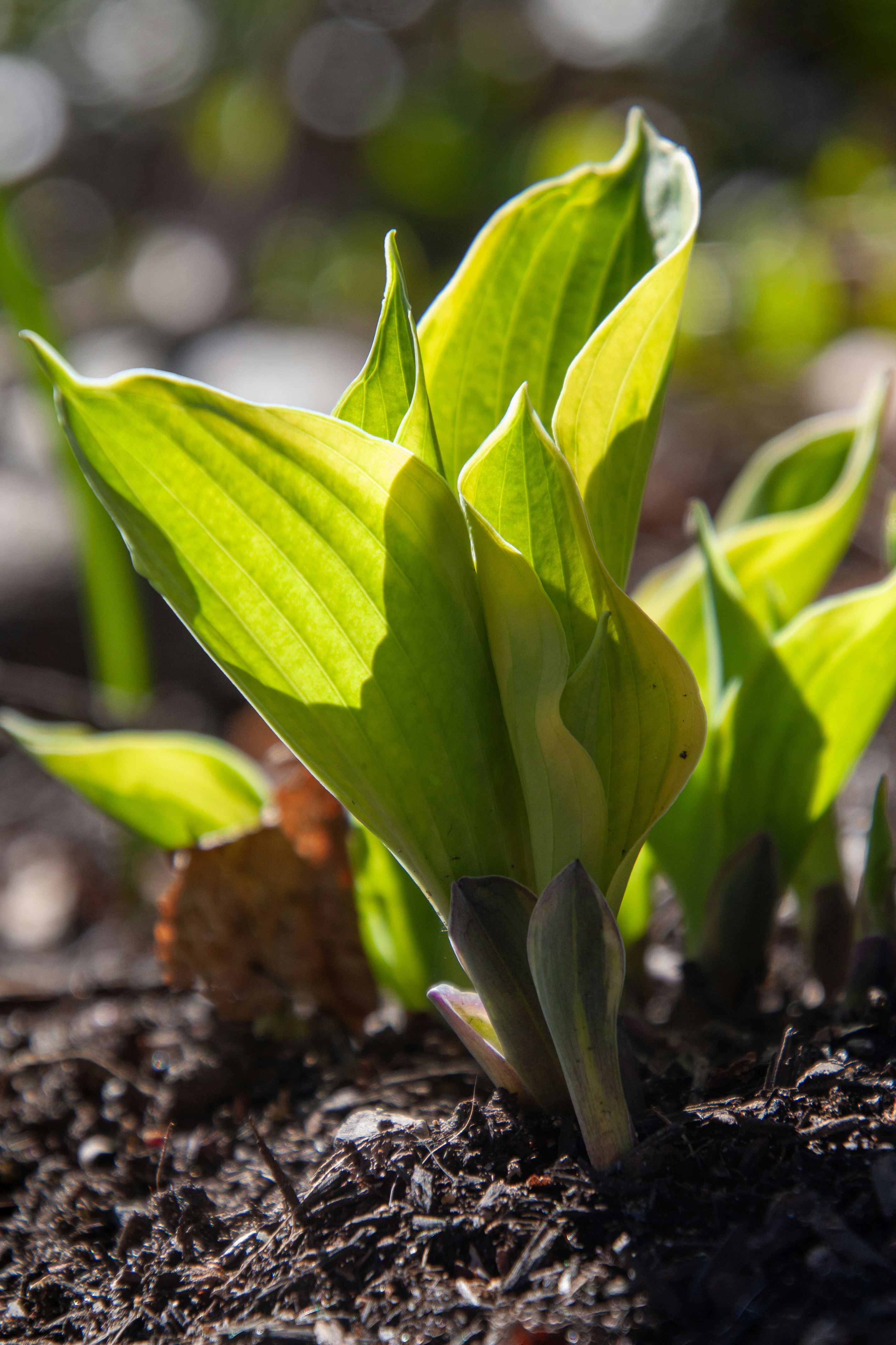 New Sprout in the Sun: Bright Green Emergence from Dark Soil