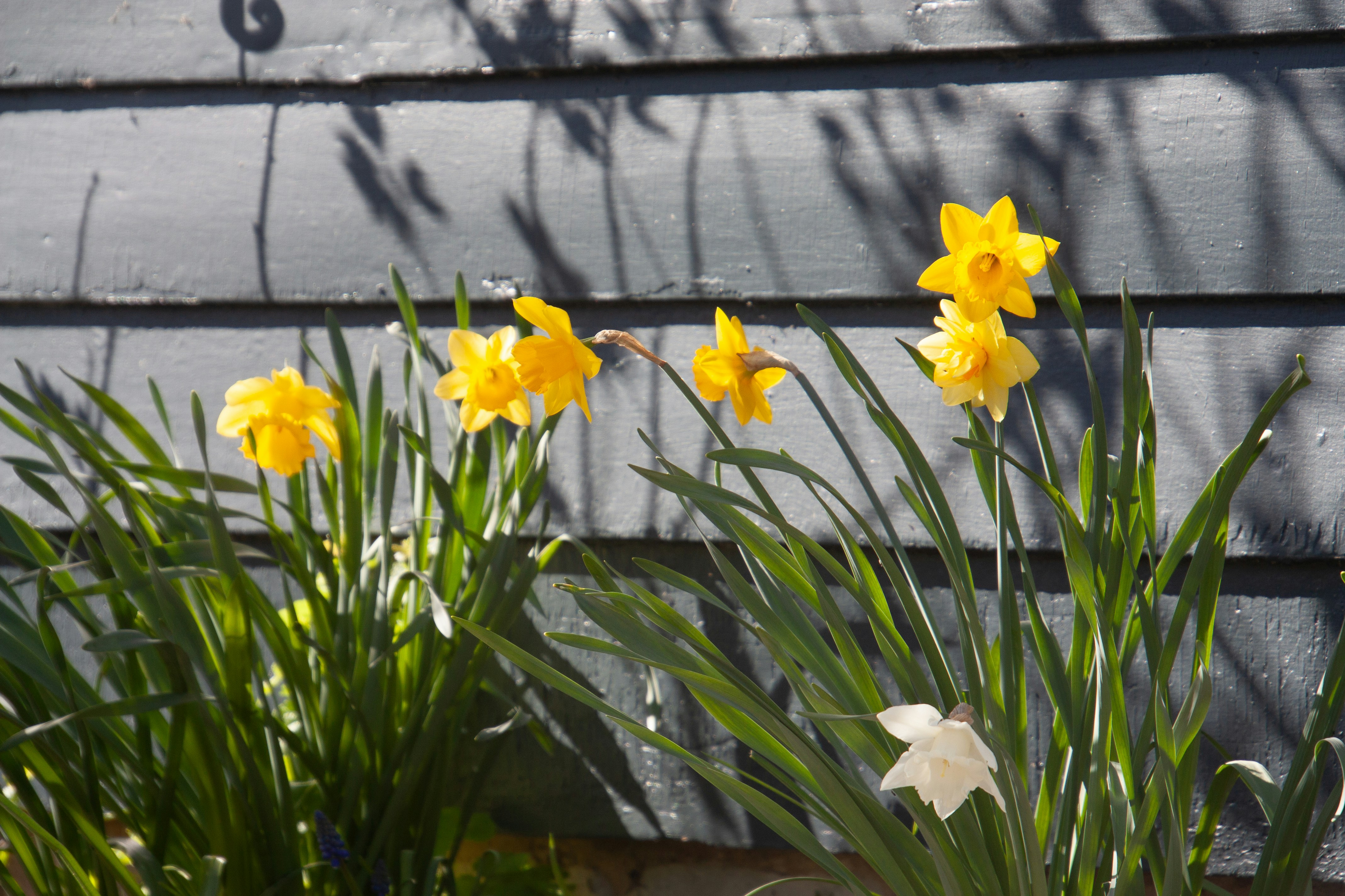 Bright Narcissus Against a Streaked Wall