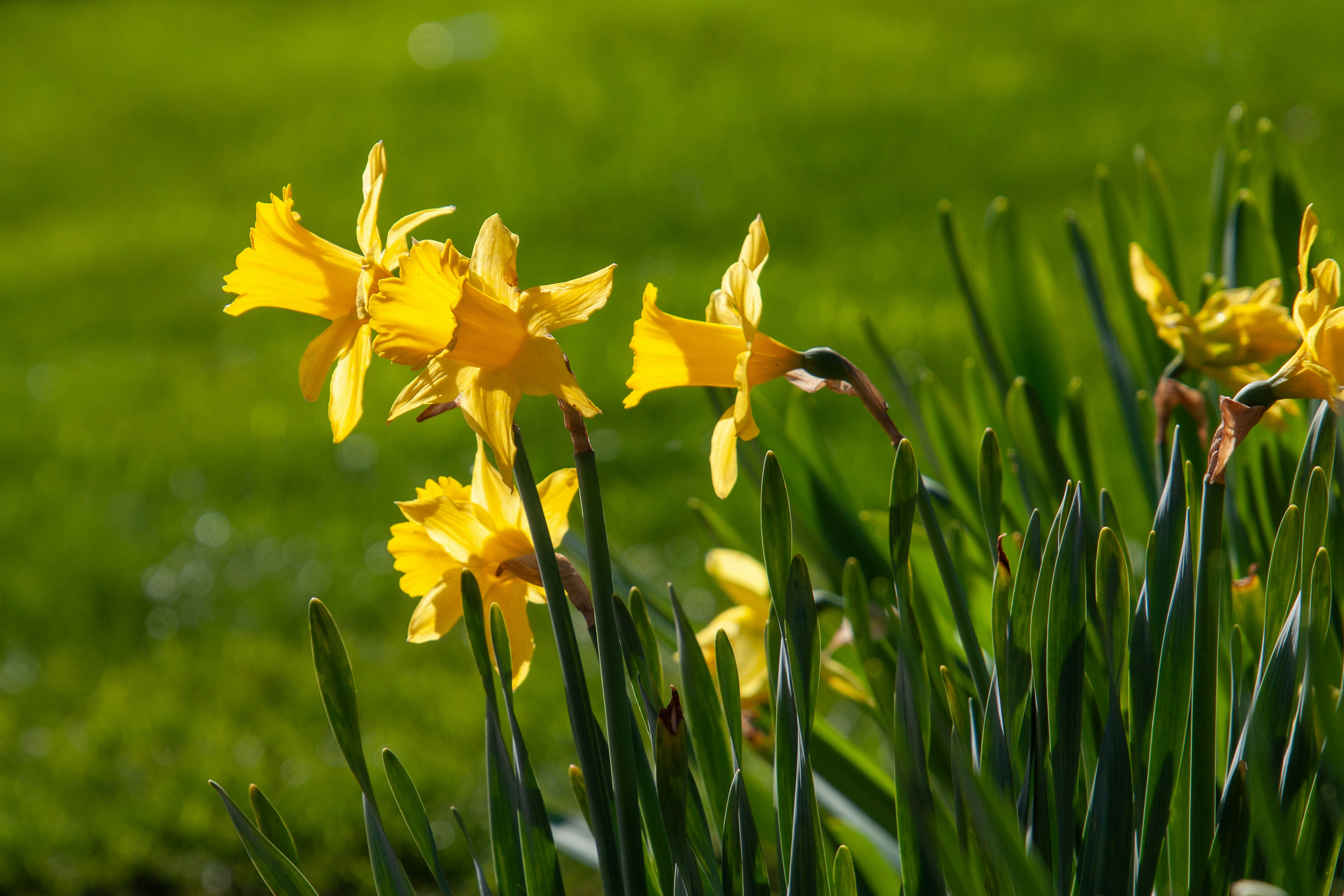 Sunlit Narcissus Row: Golden Blossoms against a Lush Green Backdrop