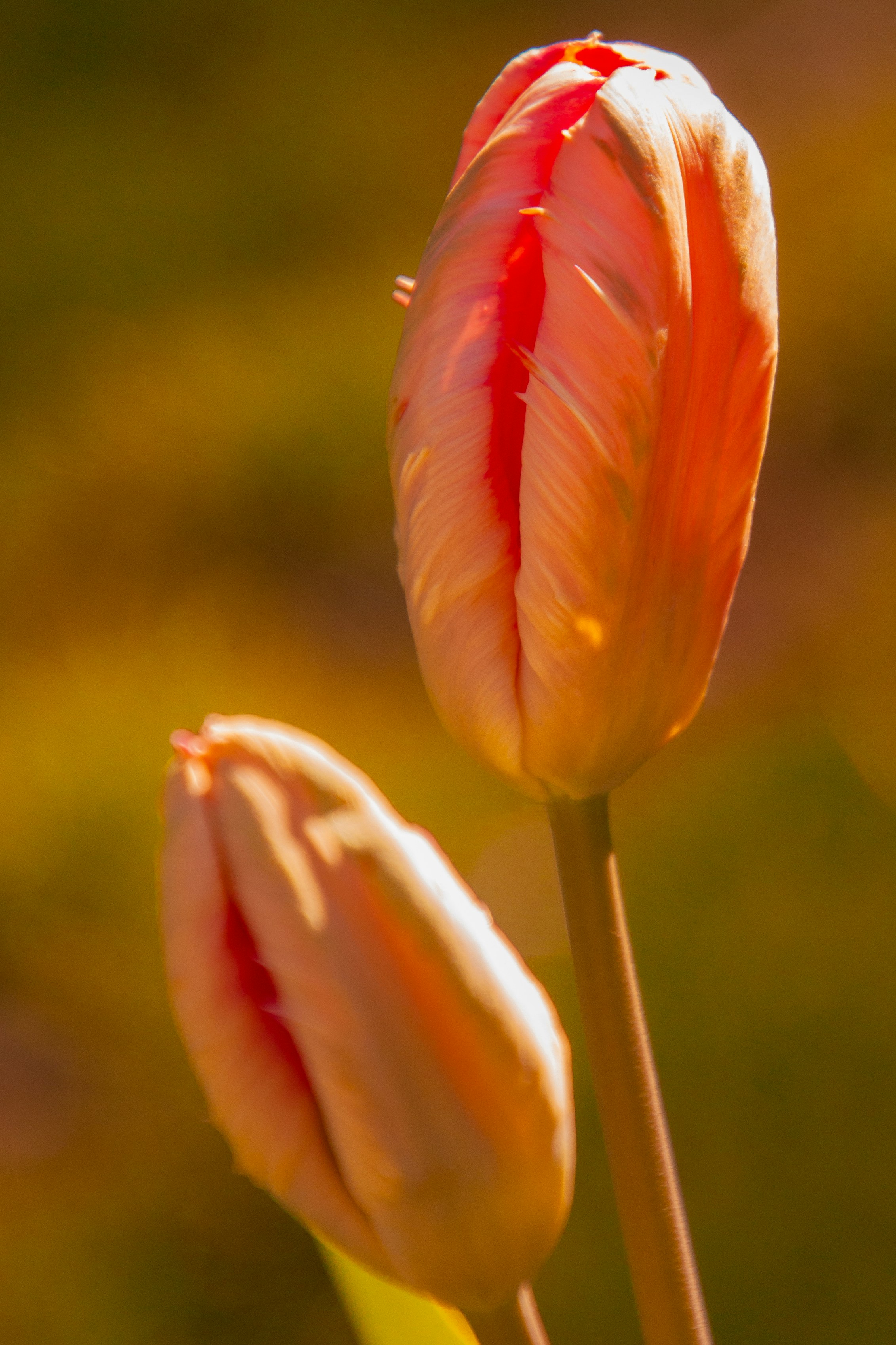 Peach-tinted Tulips in Soft Backlight