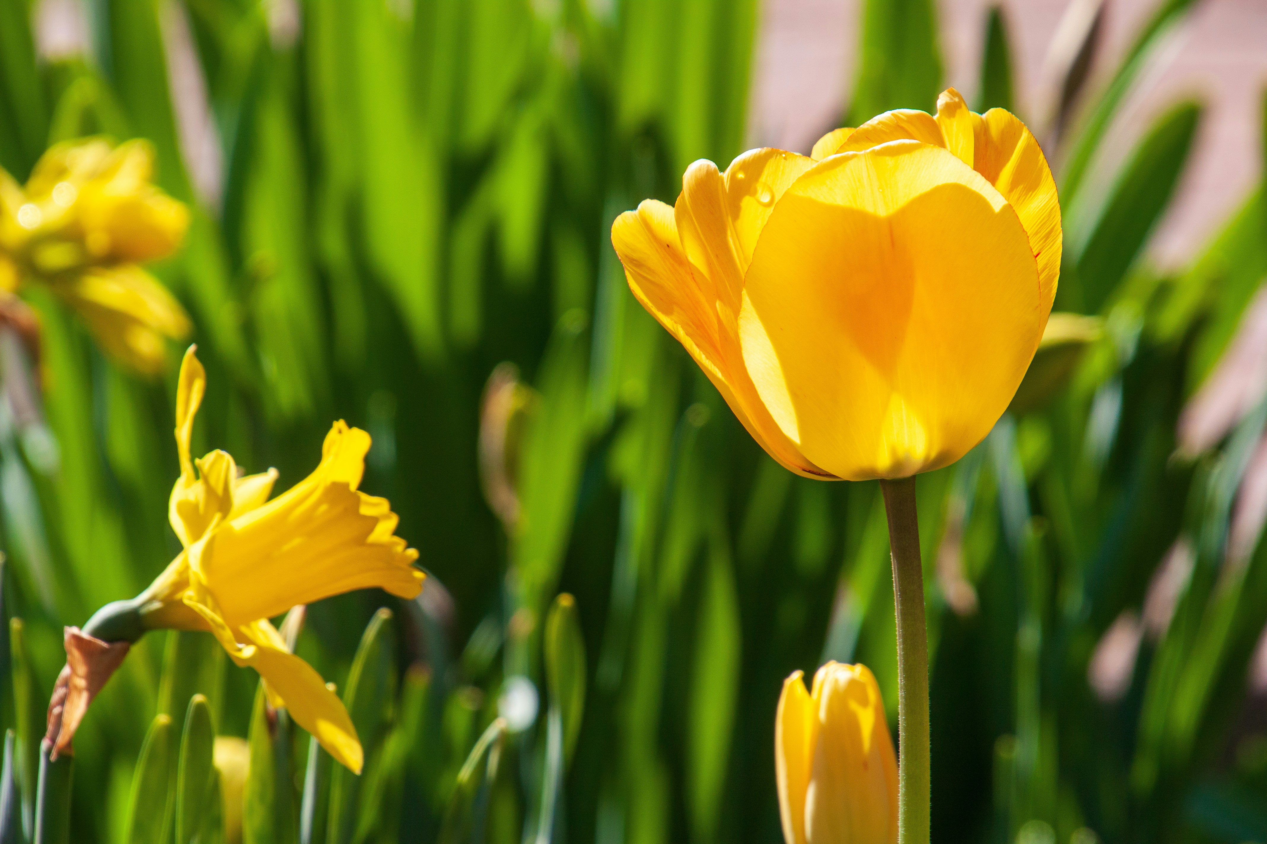 Golden Tulip in Focus: A Bright Bloom Leading the Frame