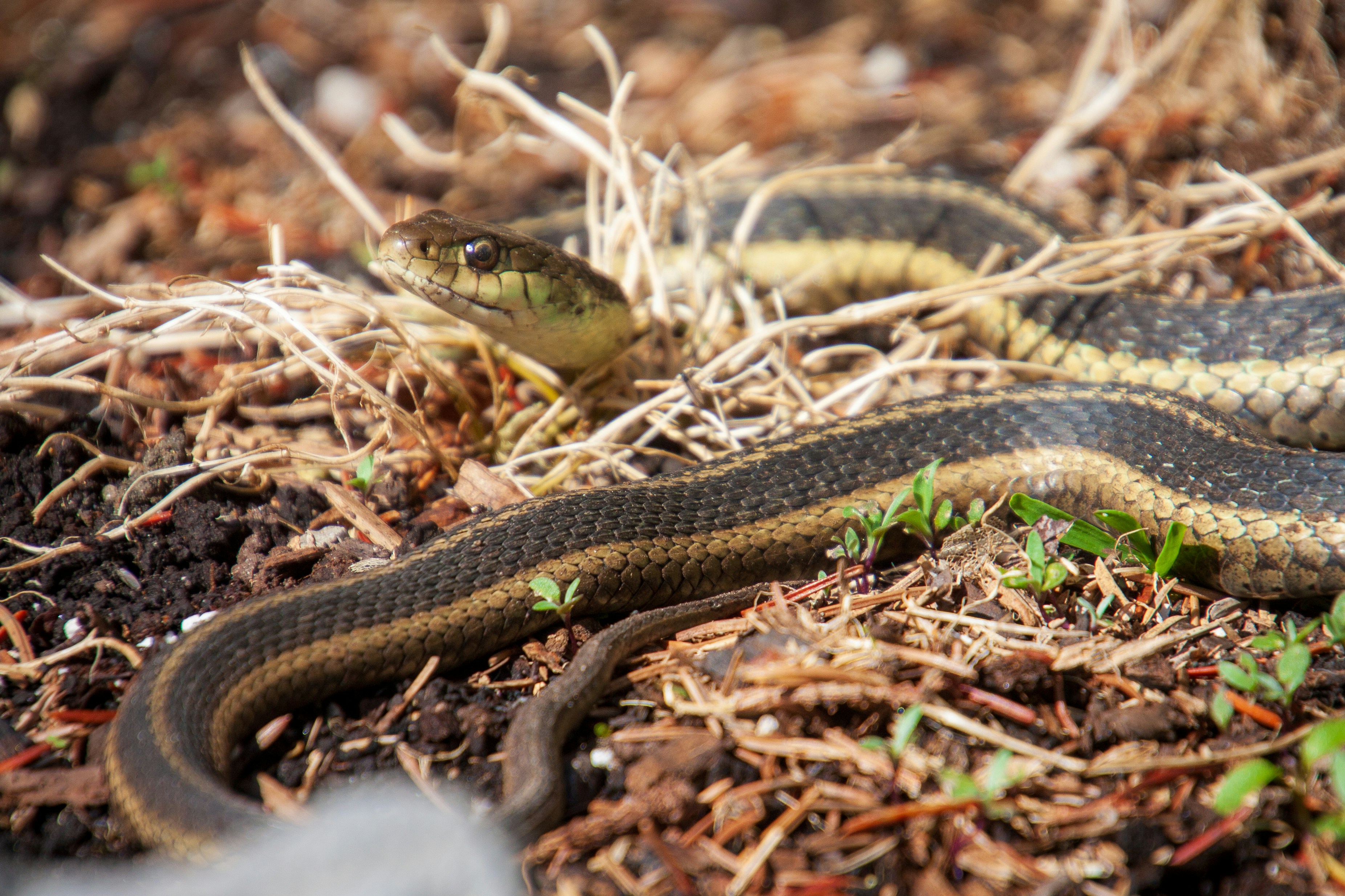 Coiled Vigil: A Desert Snake Slithers Through Dry Brush
