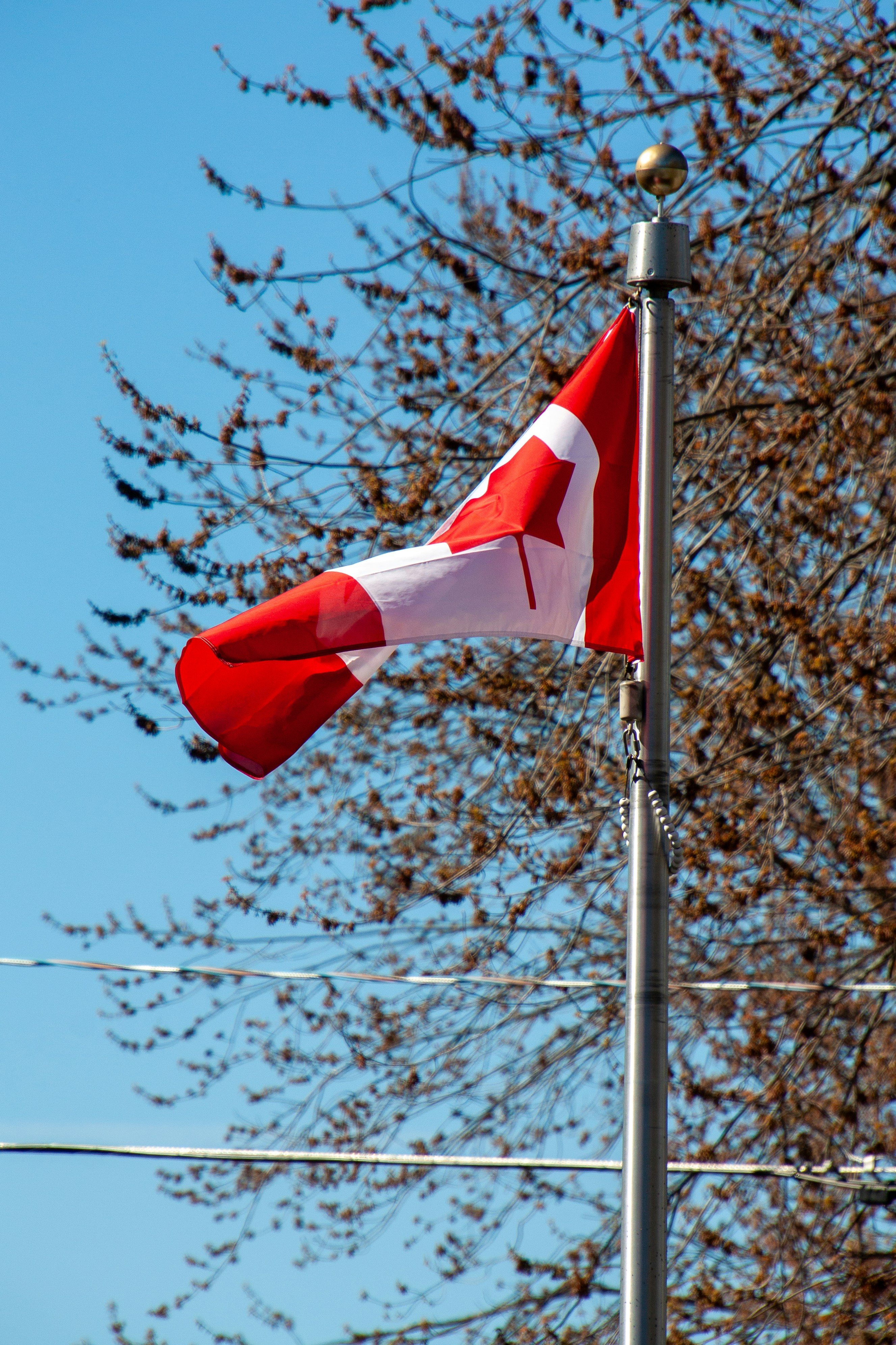 Flag on a Quiet Pole: Canada's Emblem Under a Clear Sky