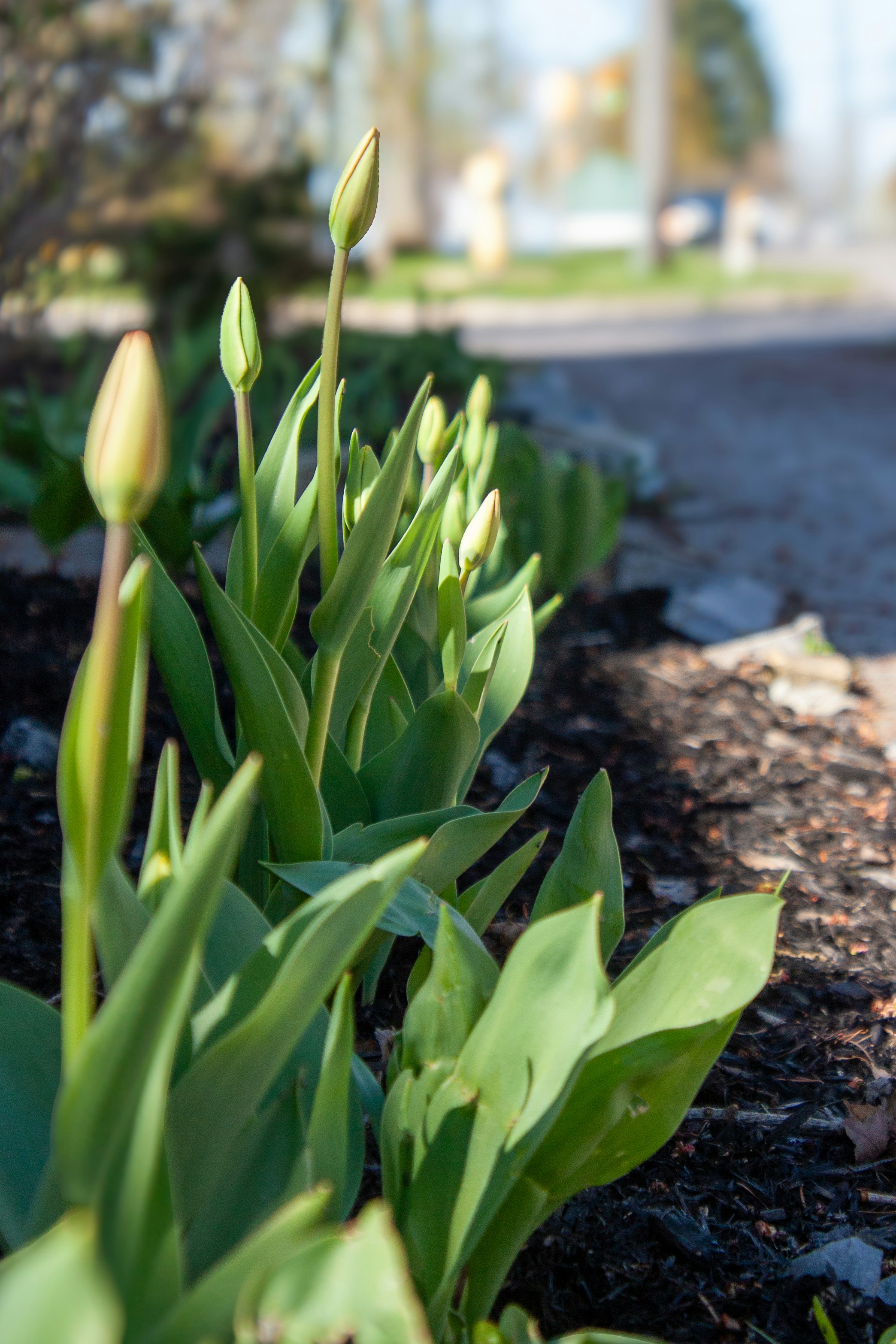 Early Buds in a Garden Bed: Tulip Shoot Lineup Against a Blurred City Path