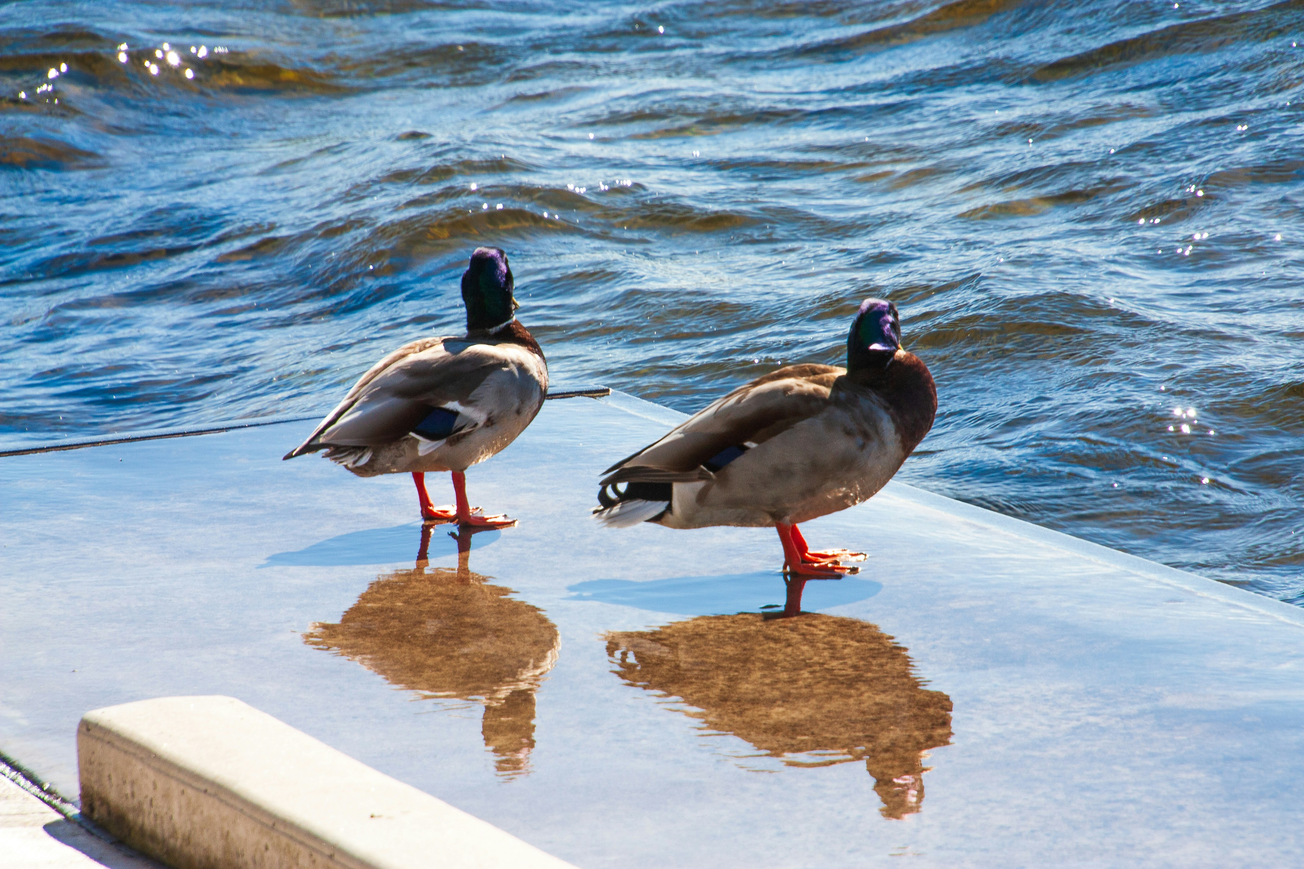 Two mallards on a sunlit pier, reflections on a glistening surface