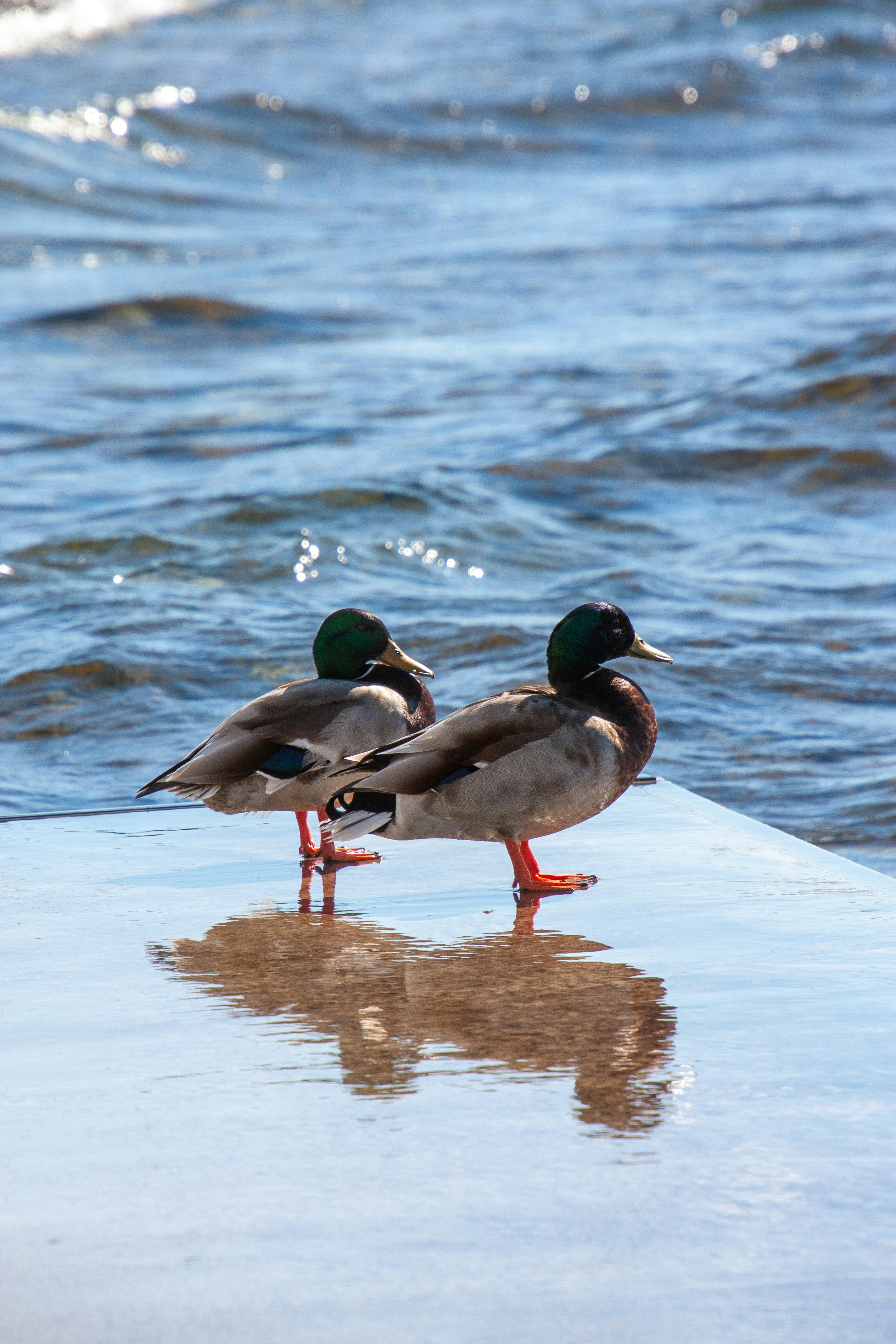 Two Mallards Stand Sentinel on a Sunrise-Burnished Jetty