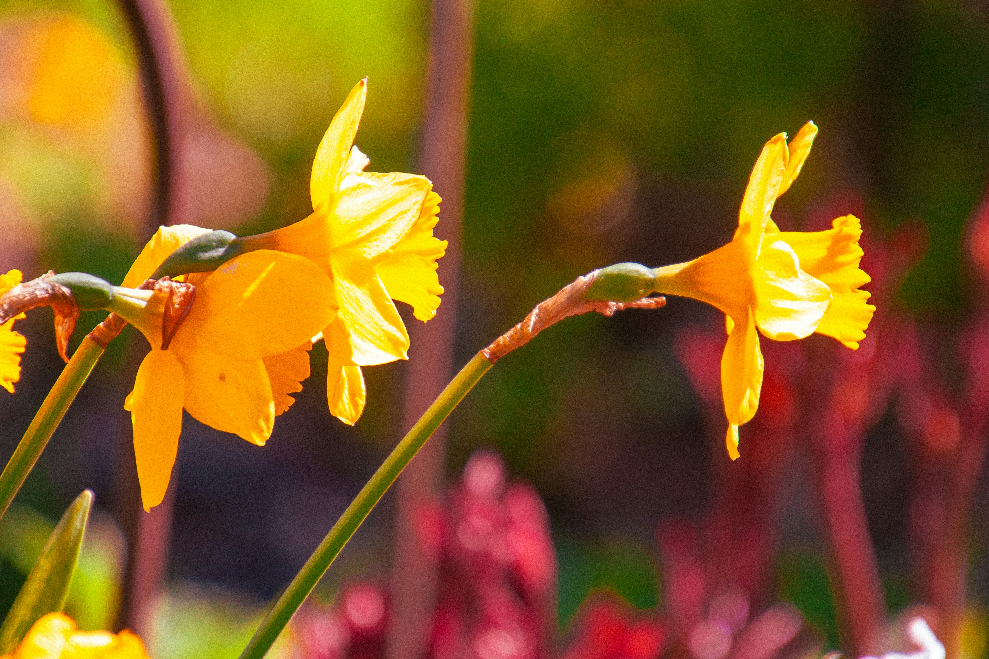 Yellow Narcissus in Crisp Garden Light