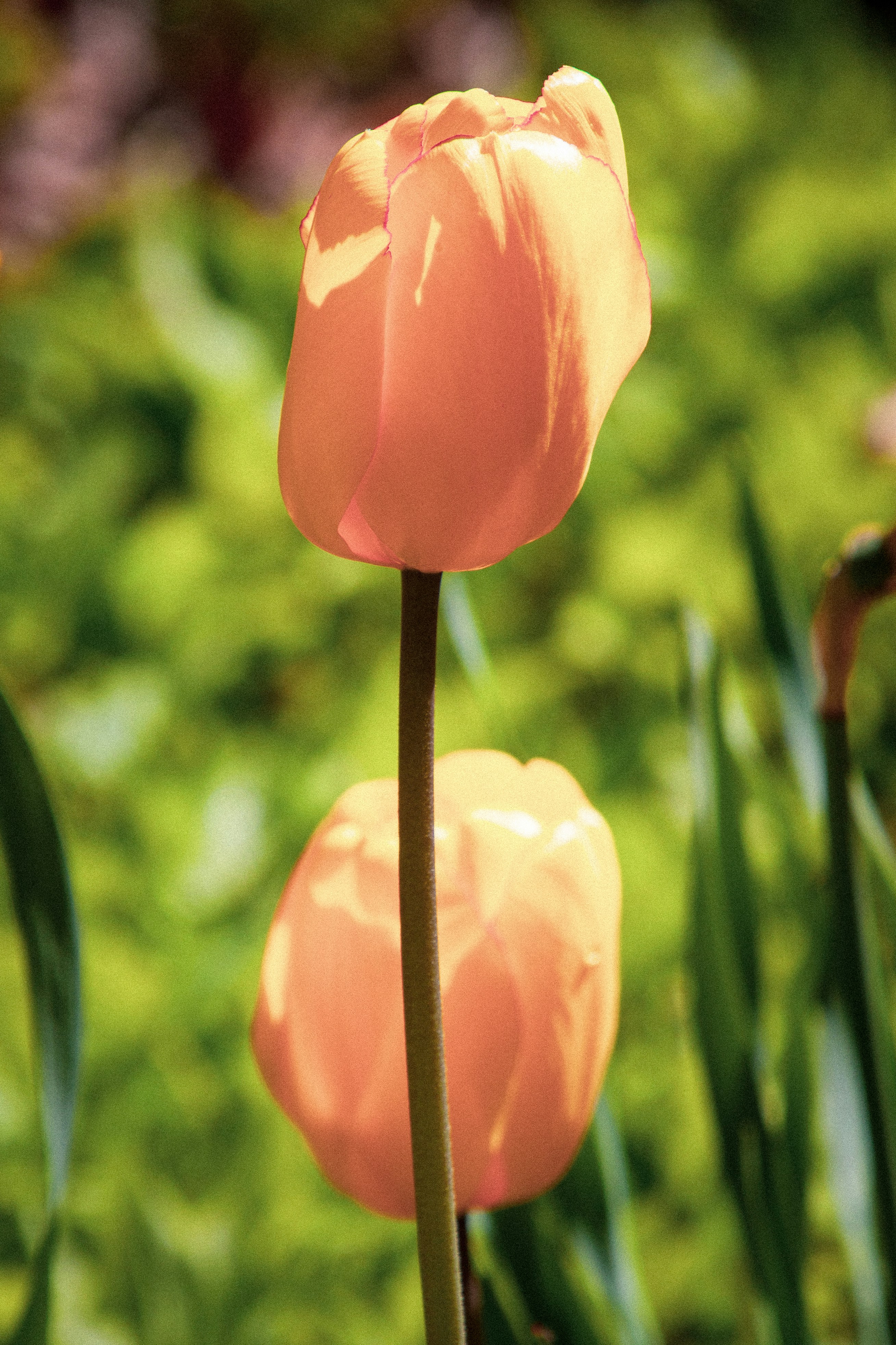  peach tulip duo in soft backlit garden