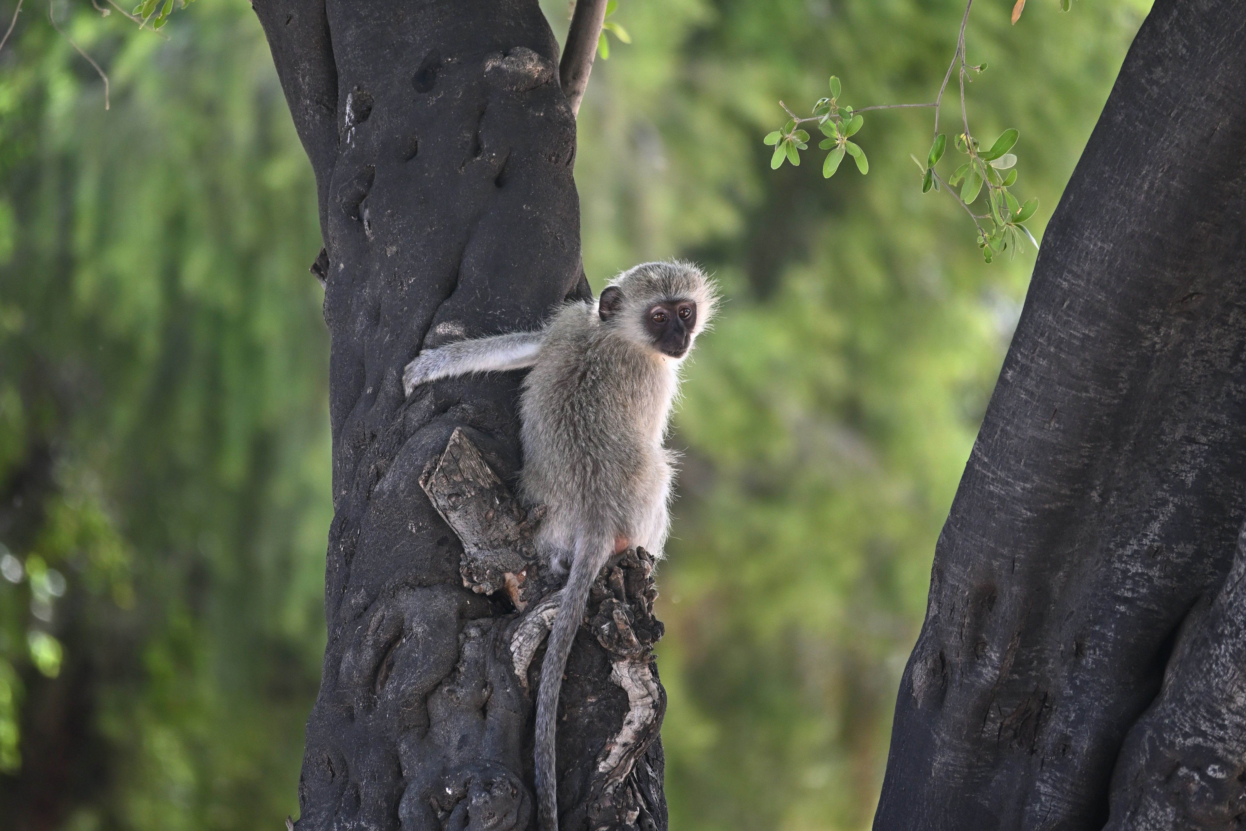 Lightweight Sentinel: A Vervet-like Lemur Clings to a Forest Trunk