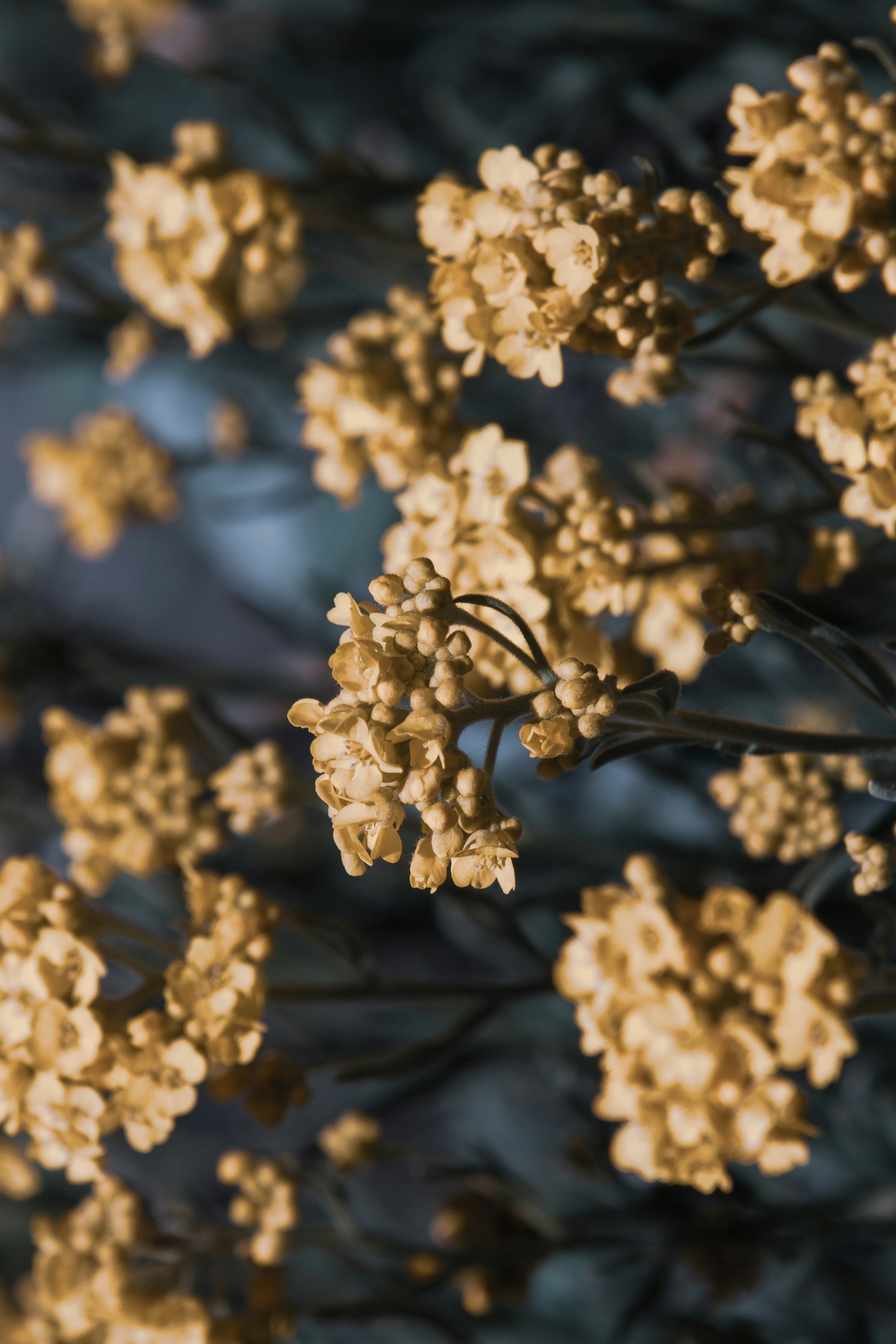 Amber Blossoms in Soft Shadow