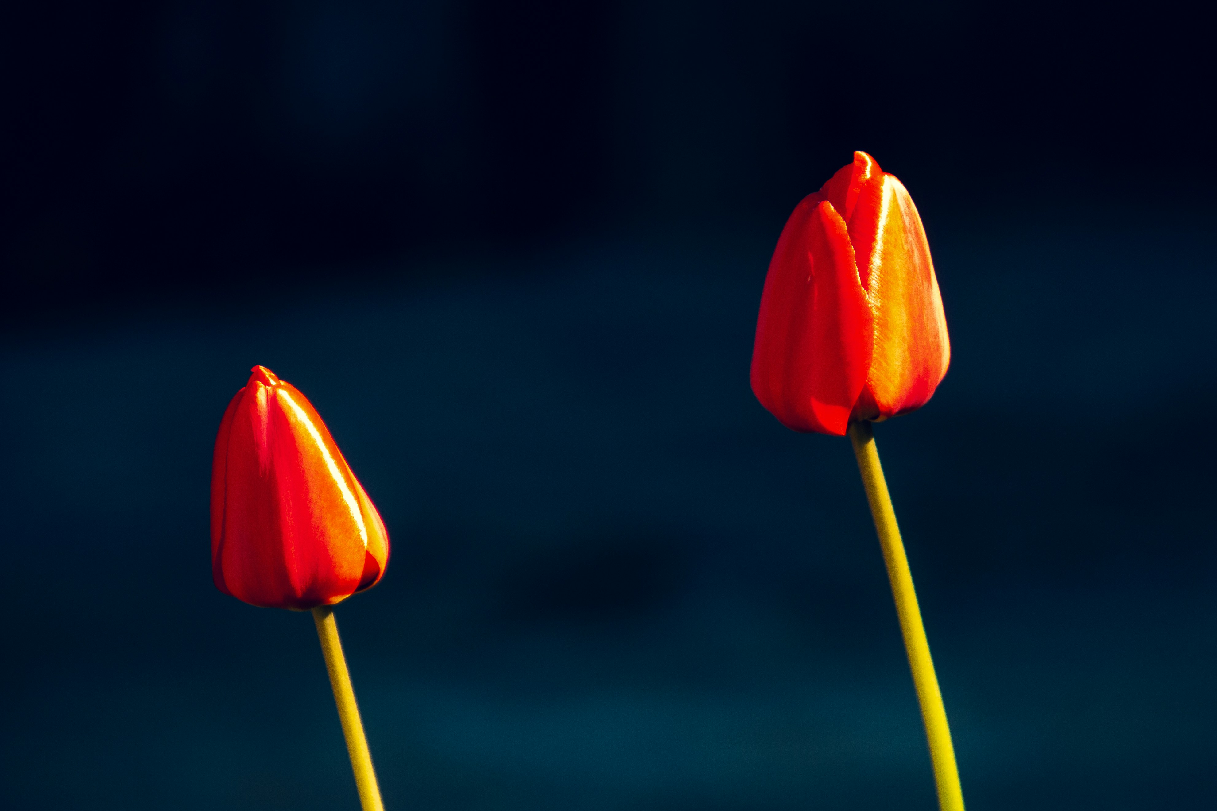 Two Scarlet Tulips Reach for the Dusk