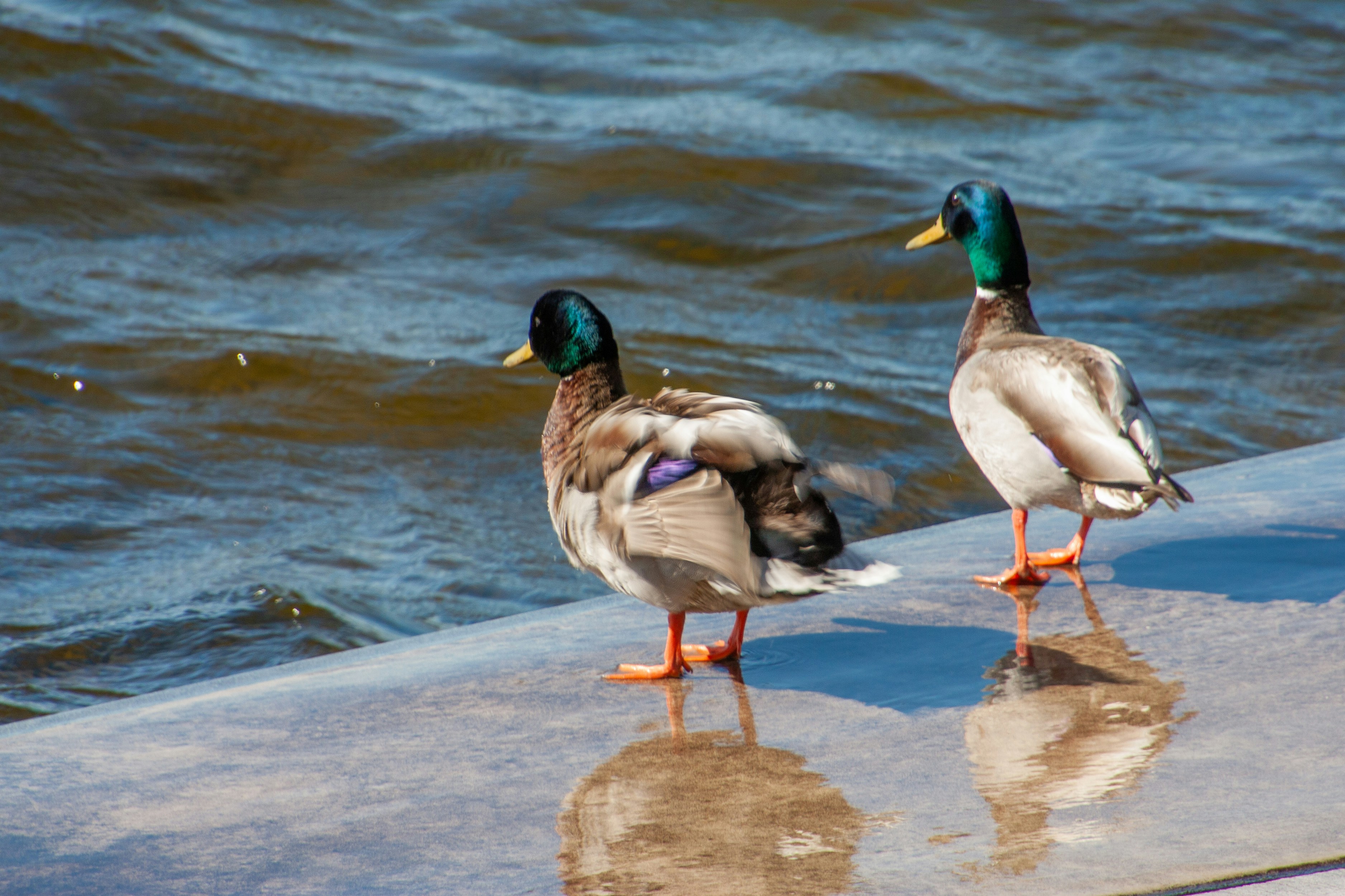 Ducks on a Glinting Waterfront Walkway