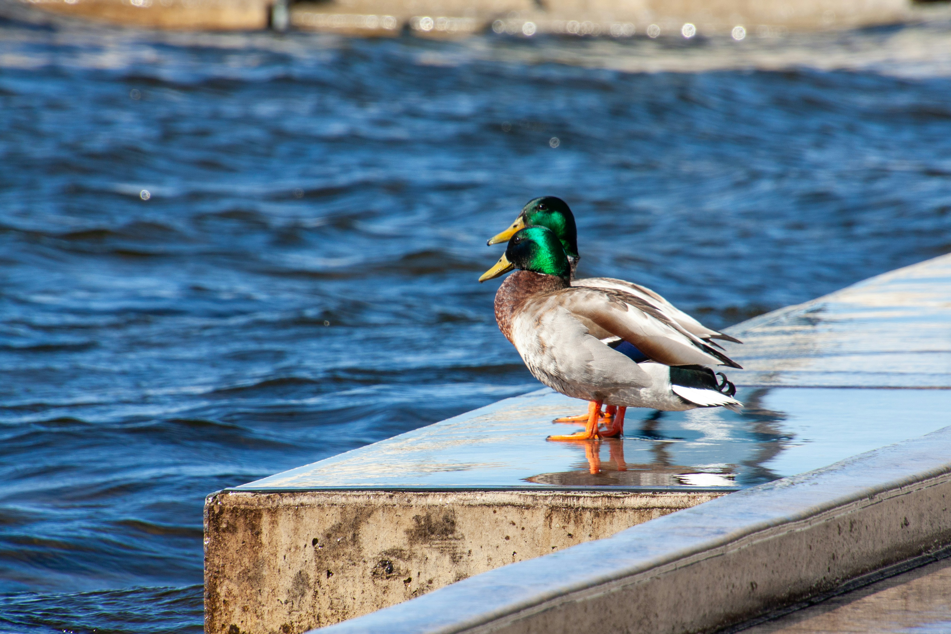 Green-headed Mallard at the Pier Edge