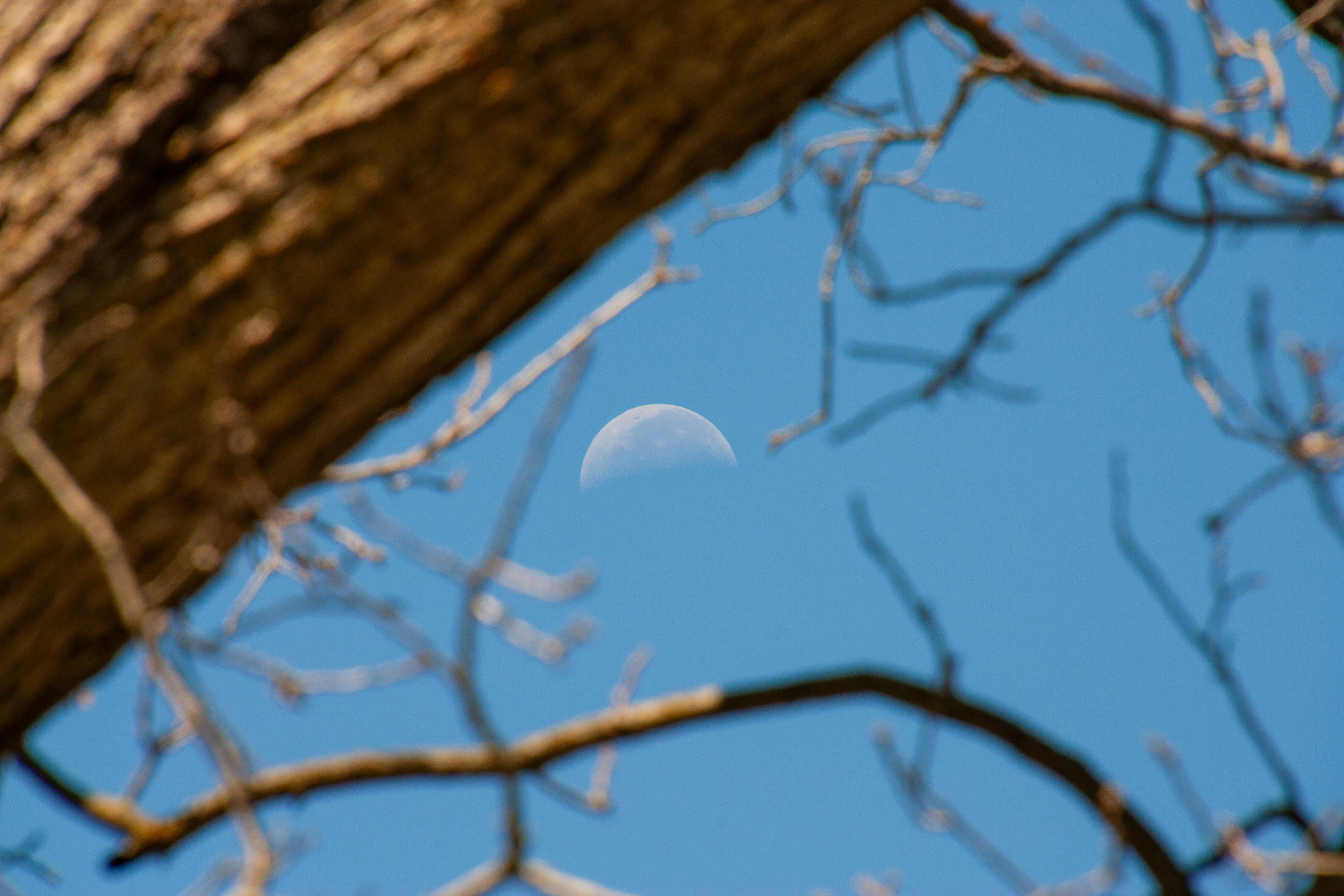 Moon Between Branches Over a Clear Blue Sky