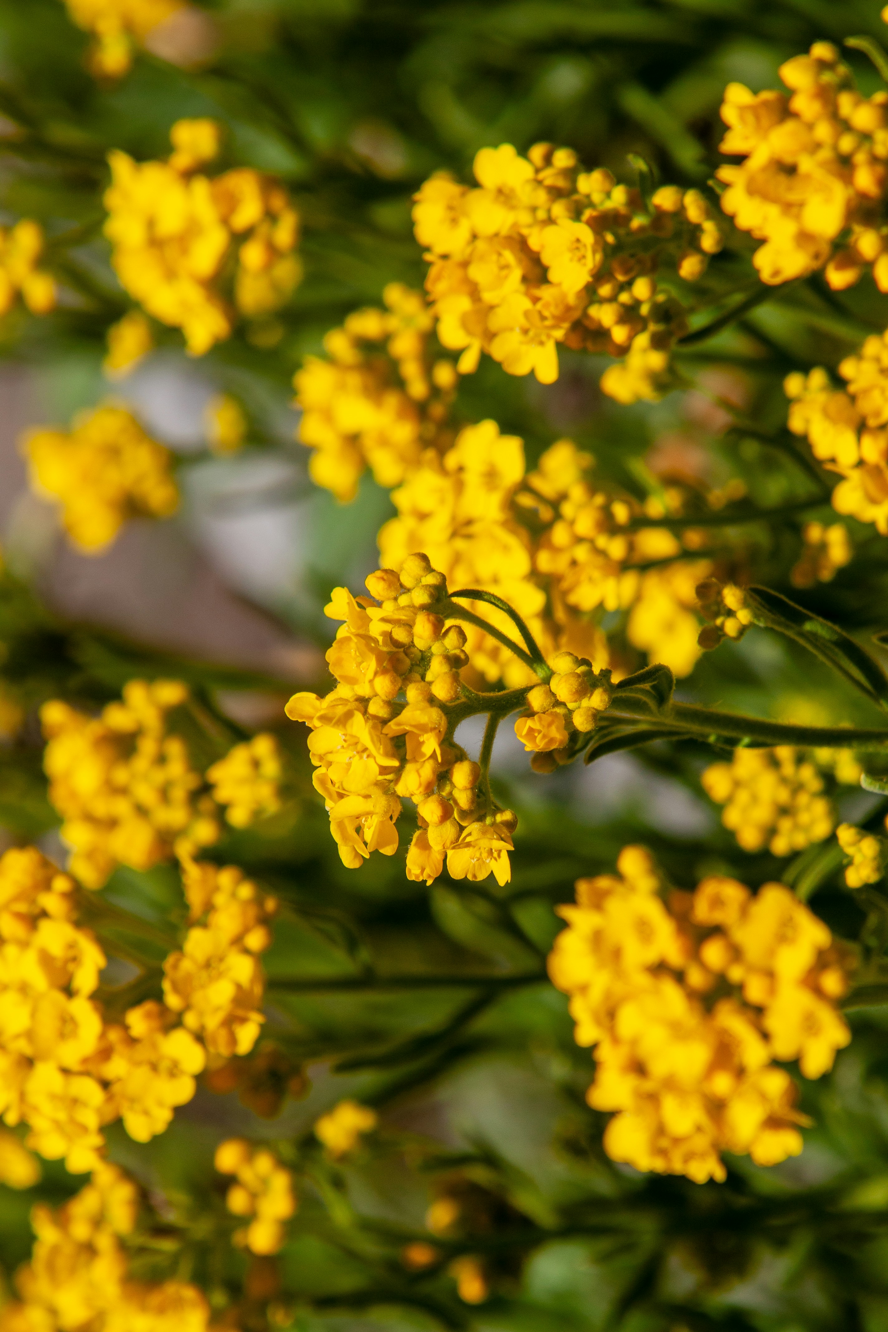 Sunlit Clusters: A Golden Bloom in Soft Focus