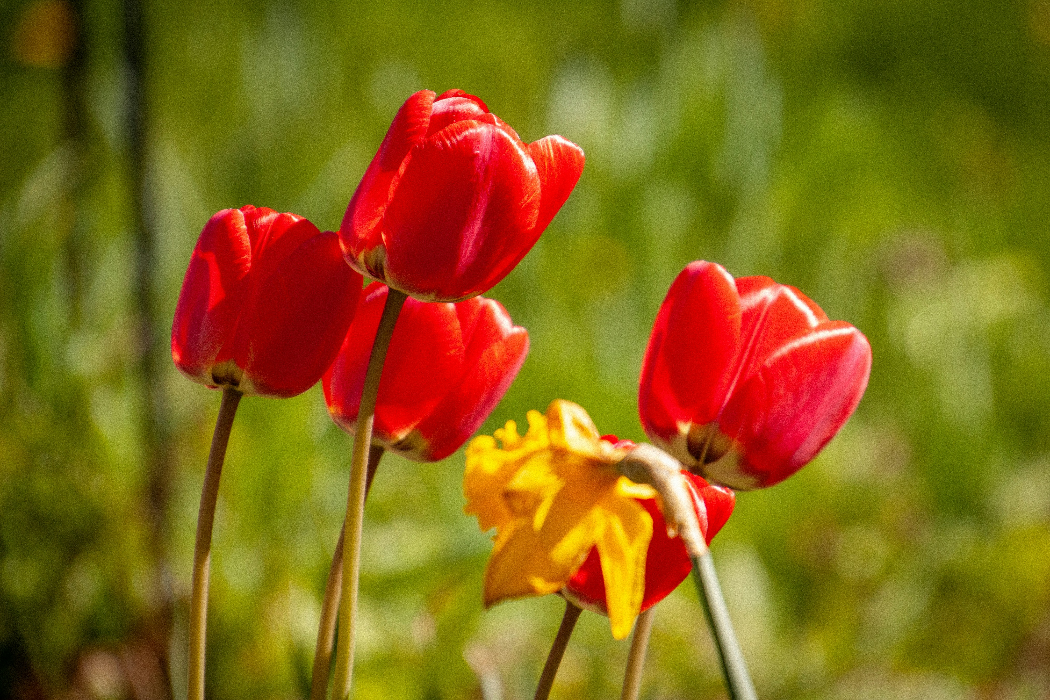 Red Tulip Chorus: A Bright Burst in Spring Light