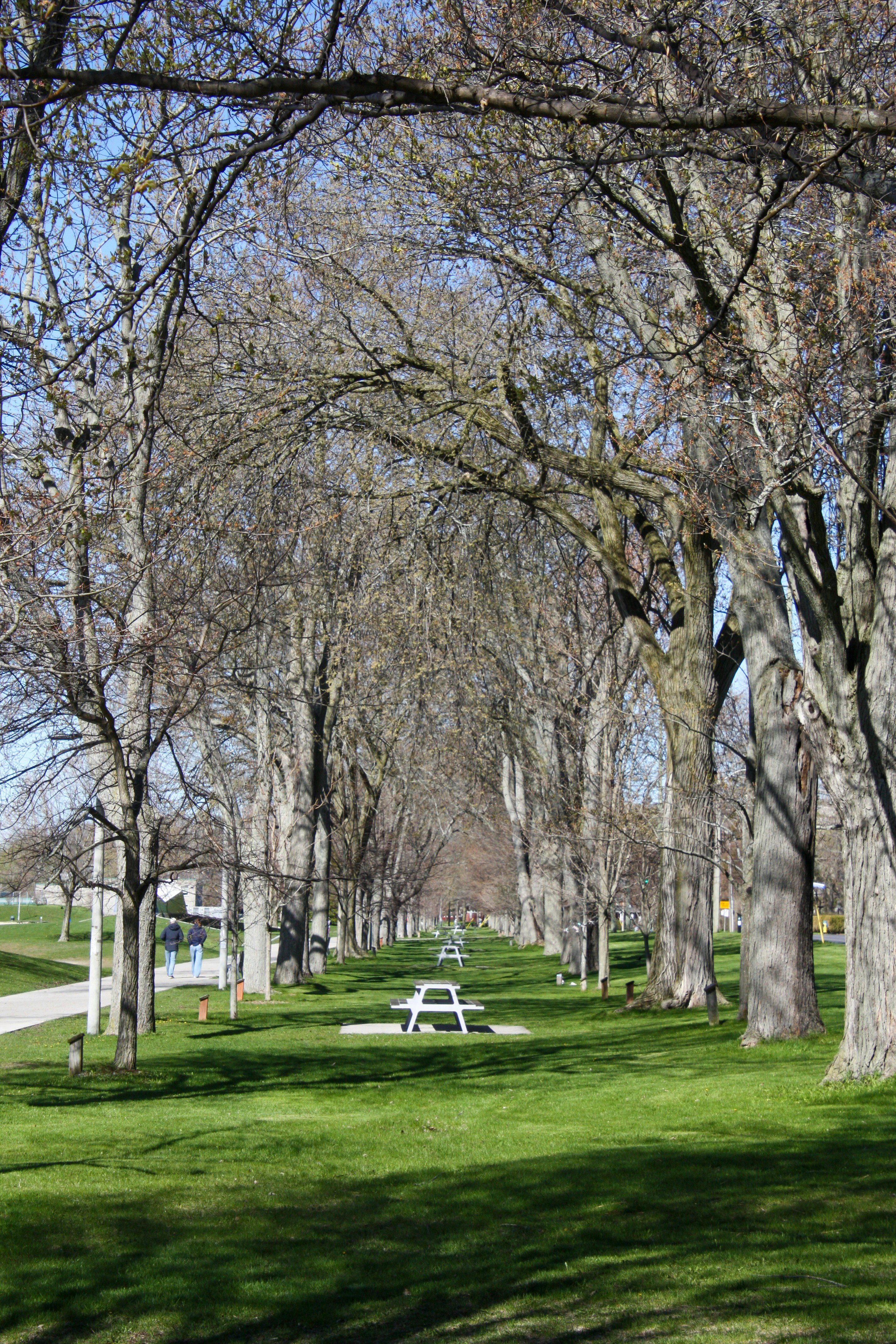 Park Avenue Geometry: Symmetrical Row of Trees and Picnic Tables