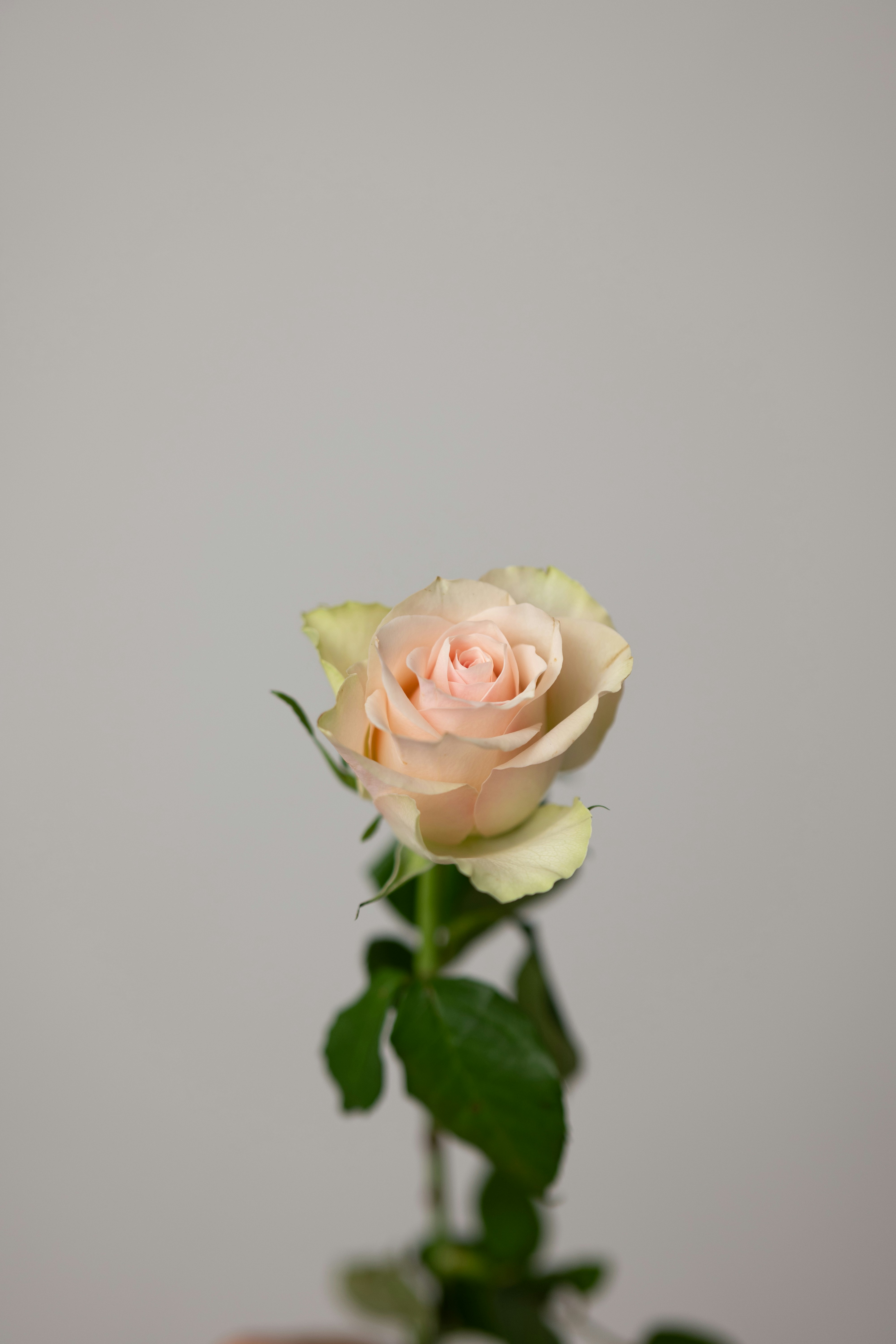 Peony-soft Rose: A Solo Bloom Centered in Quiet Light