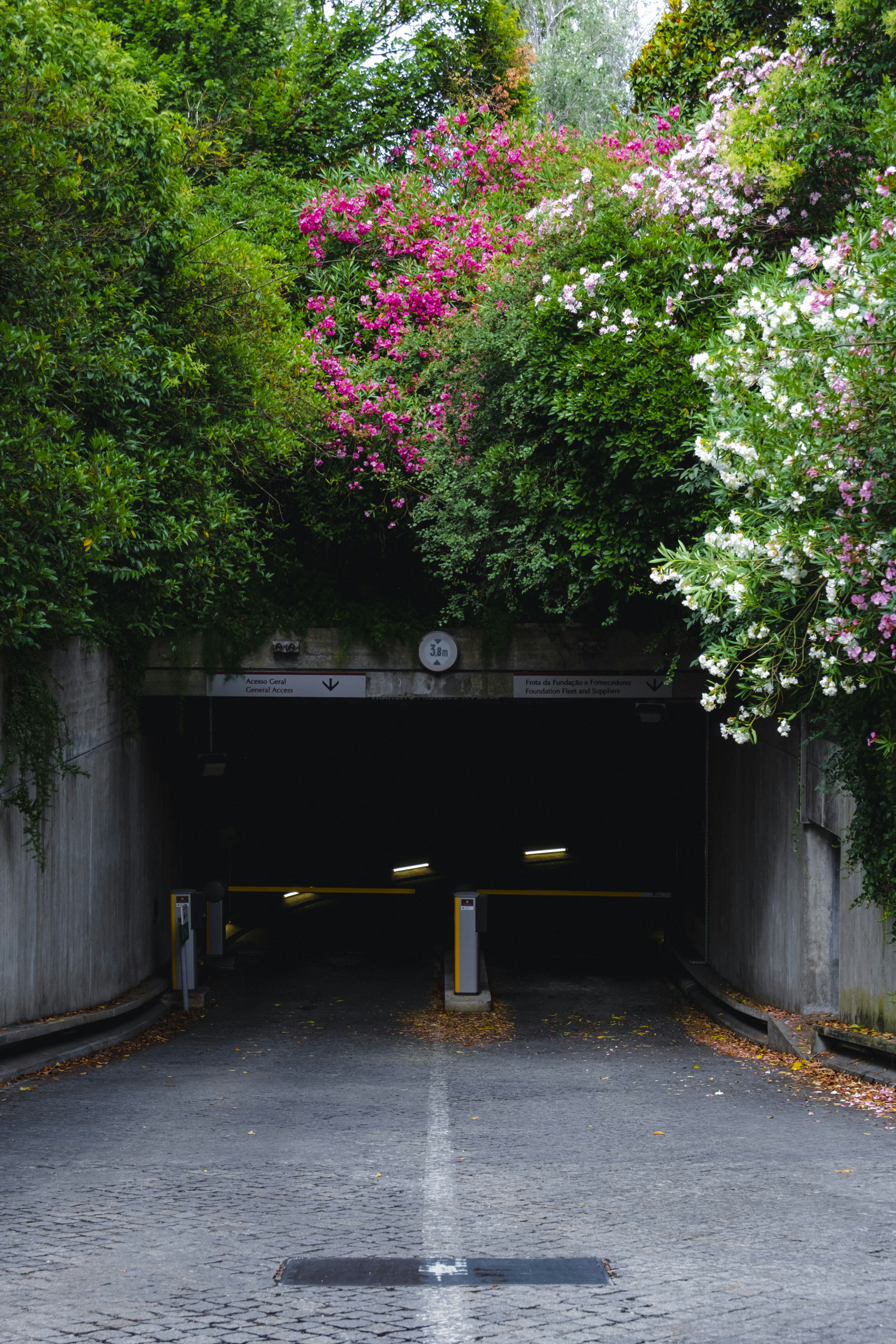 Floral Archway into the Underground: A Tunnel Framed by Blooming Canopy