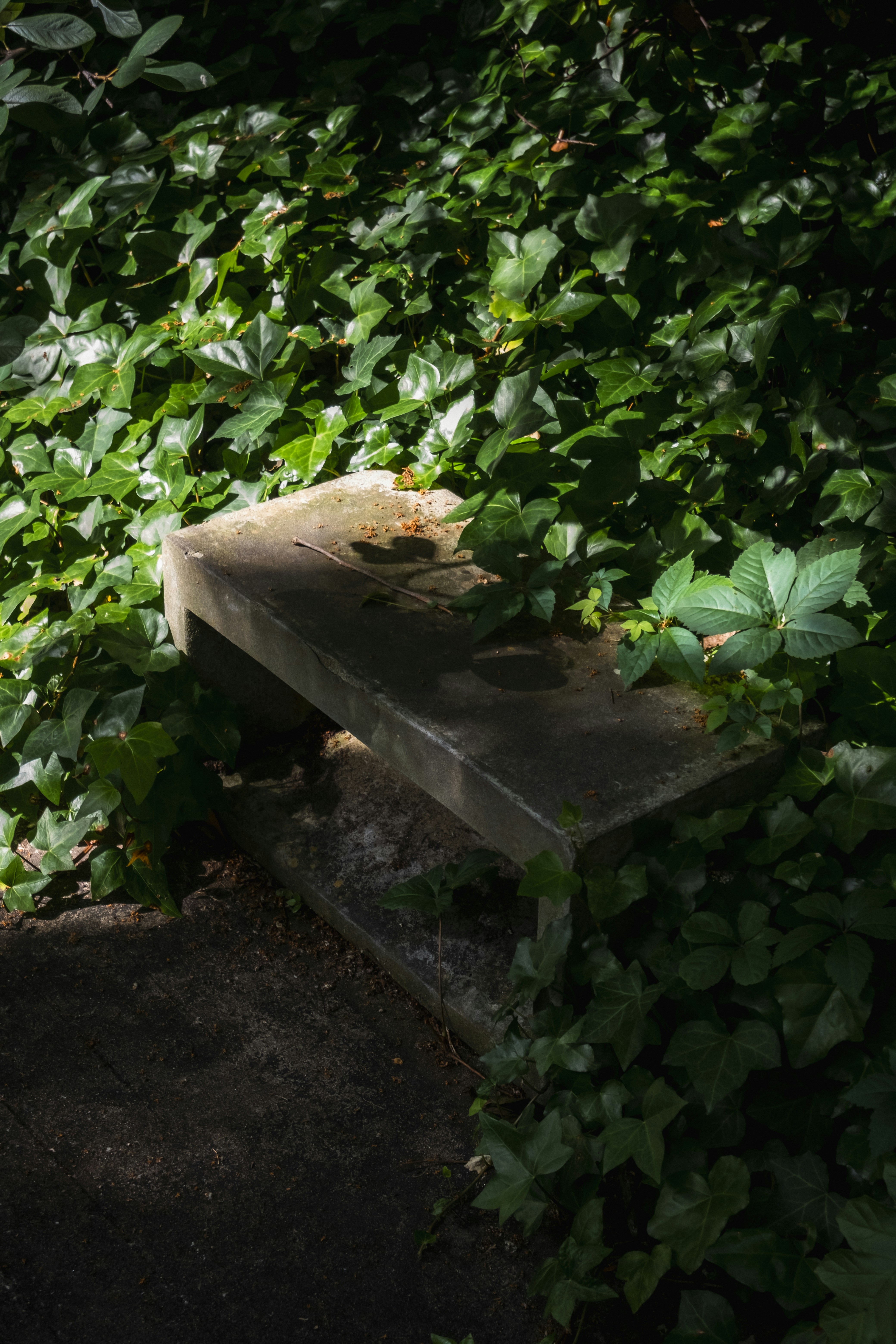 Overgrown Bench in Dappled Shade