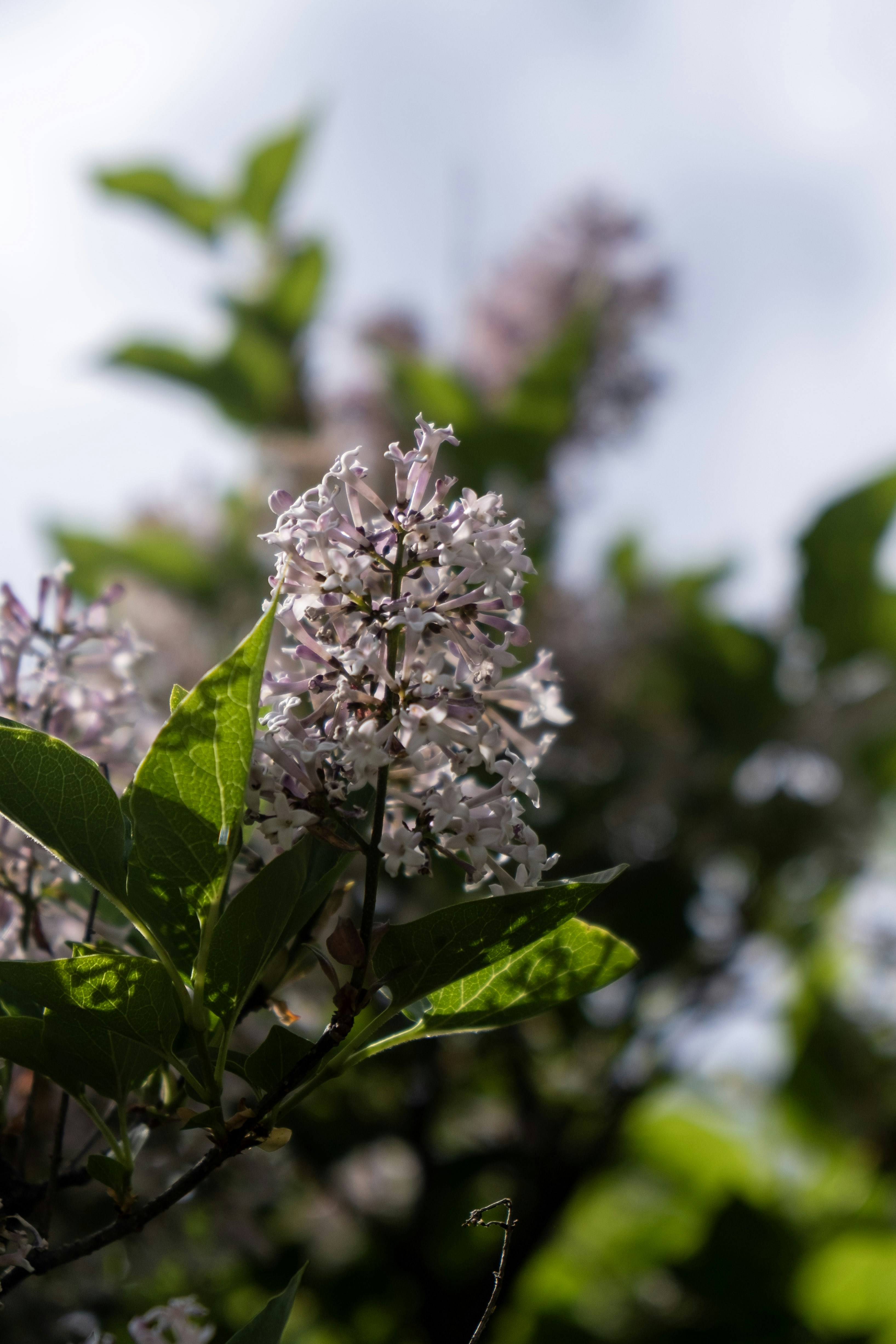 Lilac Blossom in Focus: A Sunlit Portrait of Spring