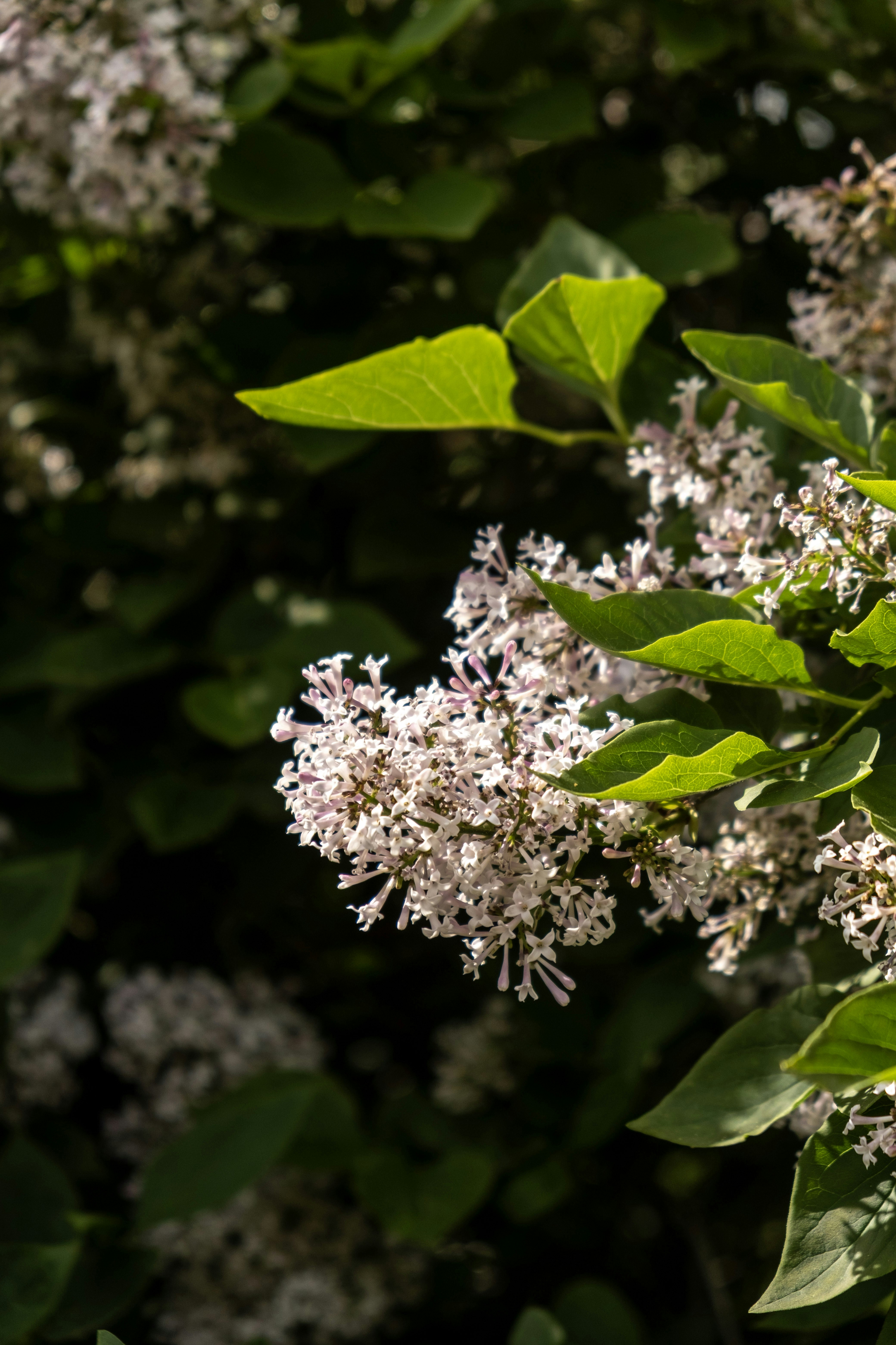 Soft White Clusters: Blossoms Framed by Lush Greenery