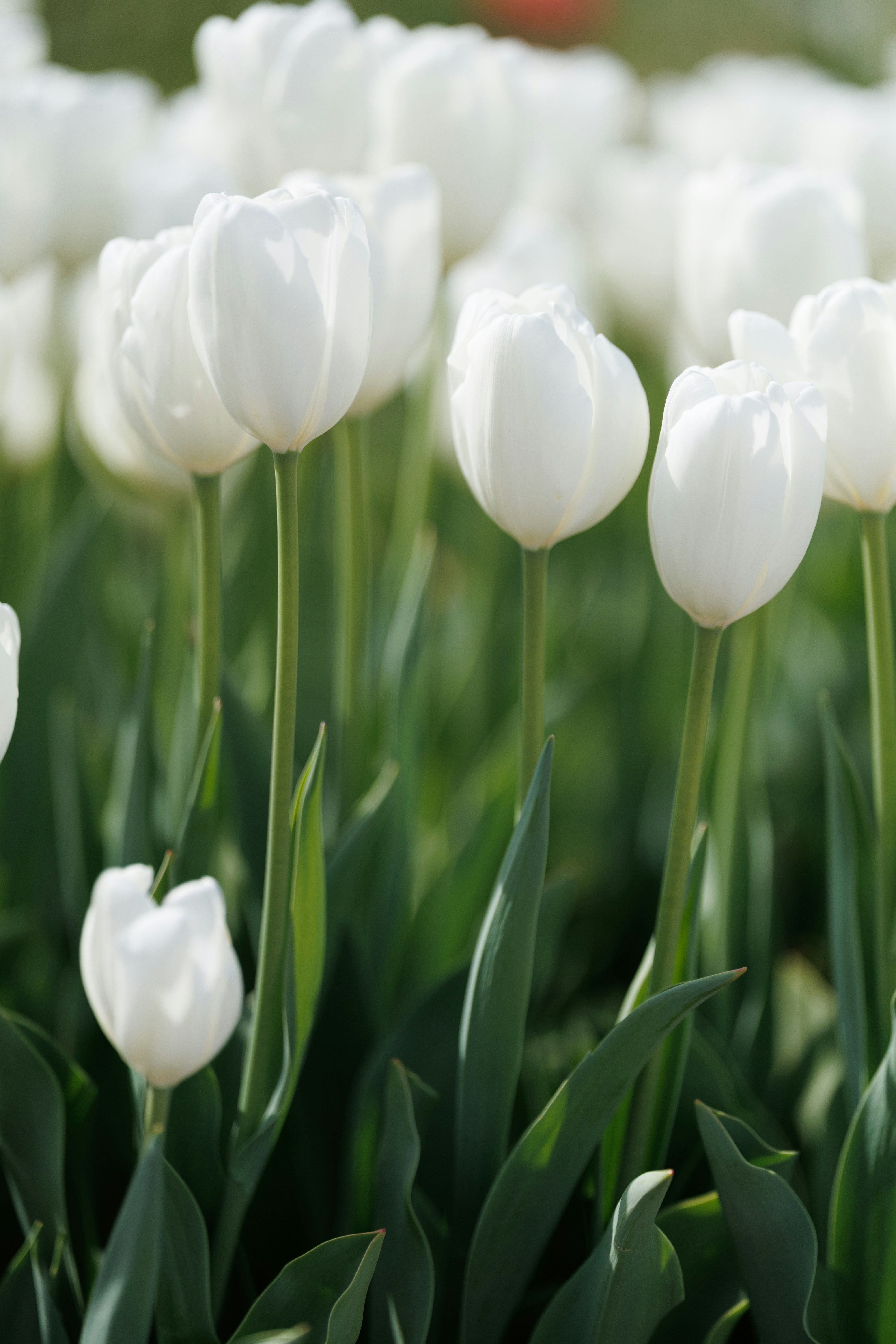White Tulip Field in Soft Morning Light