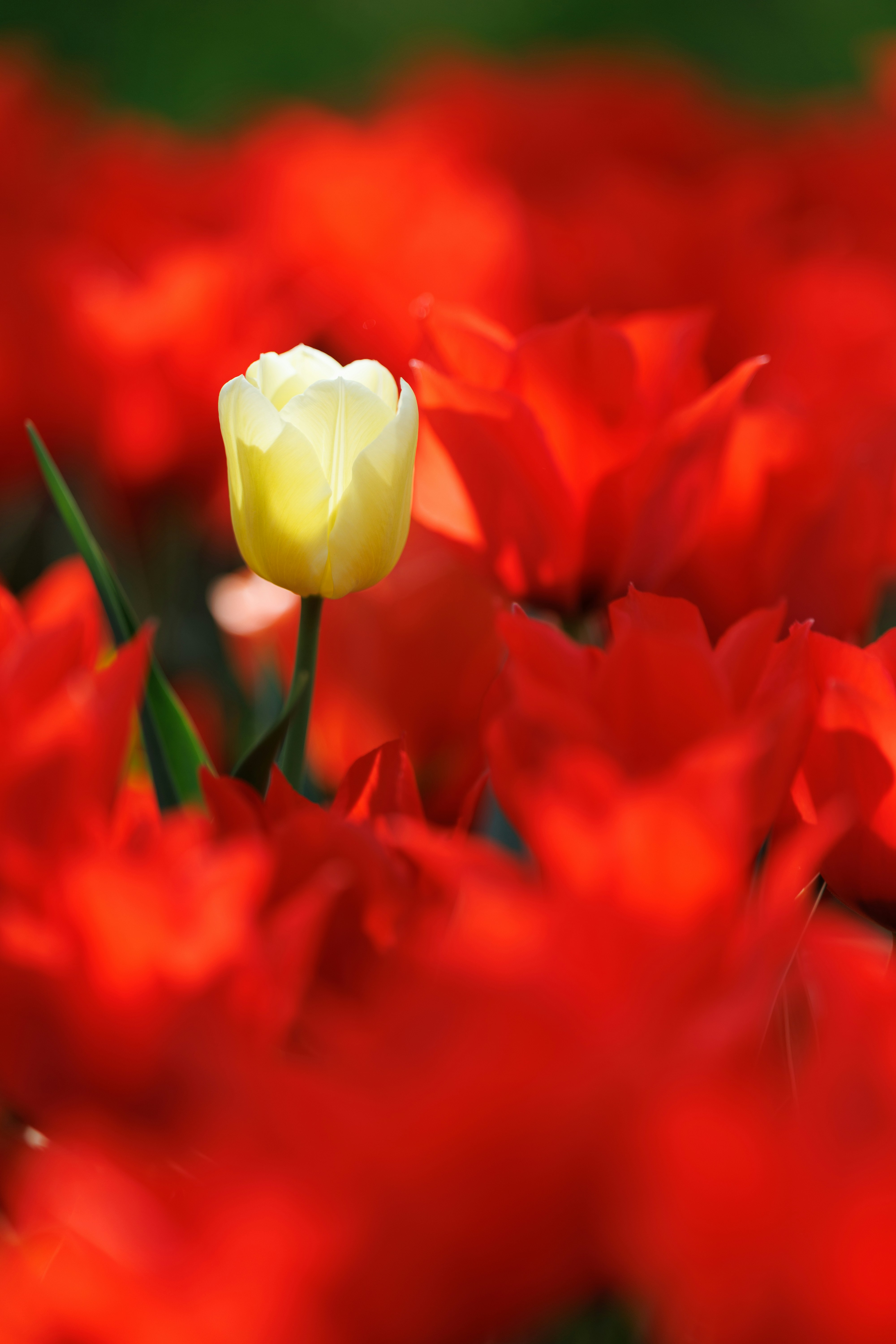 The Lone Cream Tulip Among Crimson Blooms