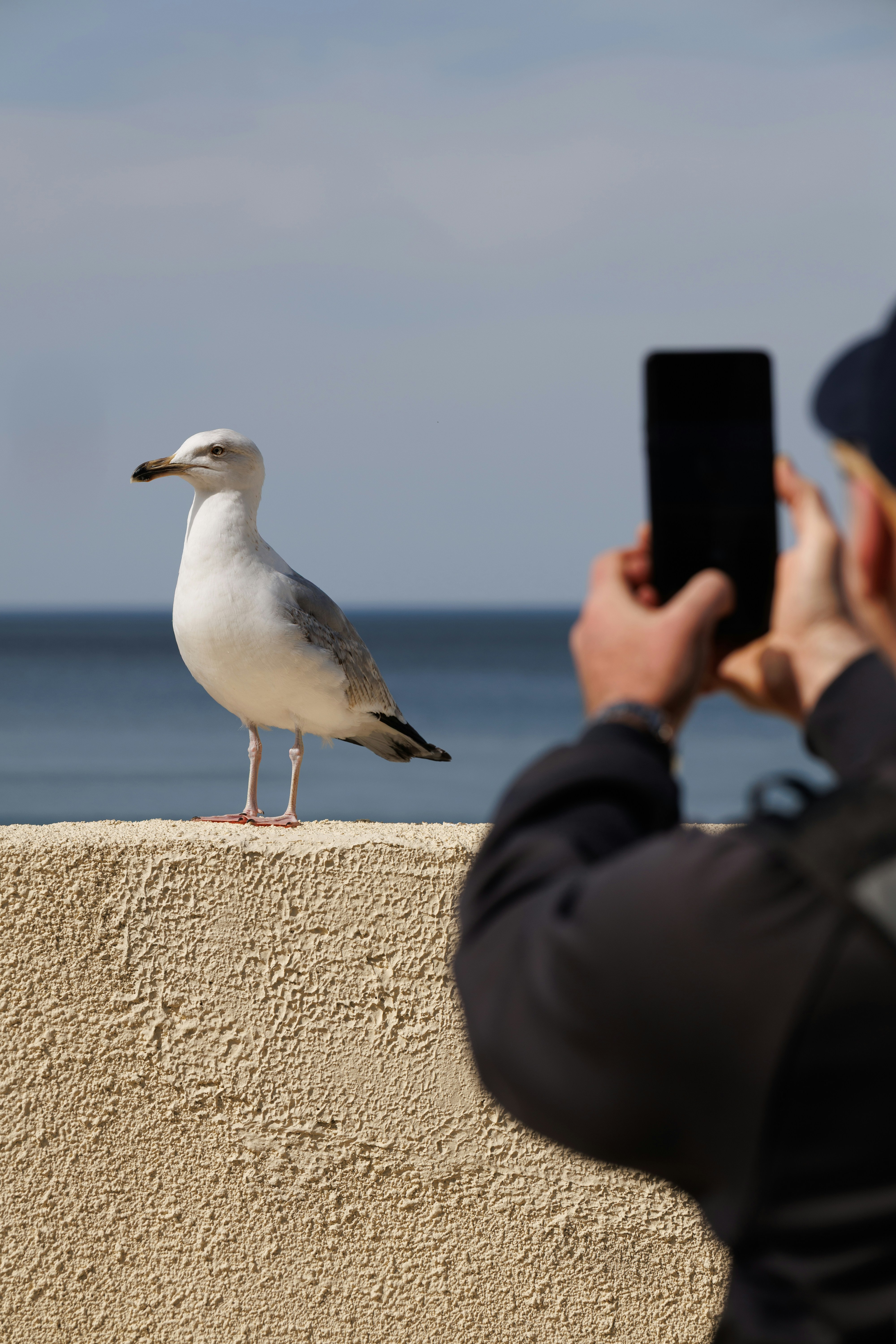 Seagull Spotlight: A Moment Captured with a Phone in the Frame