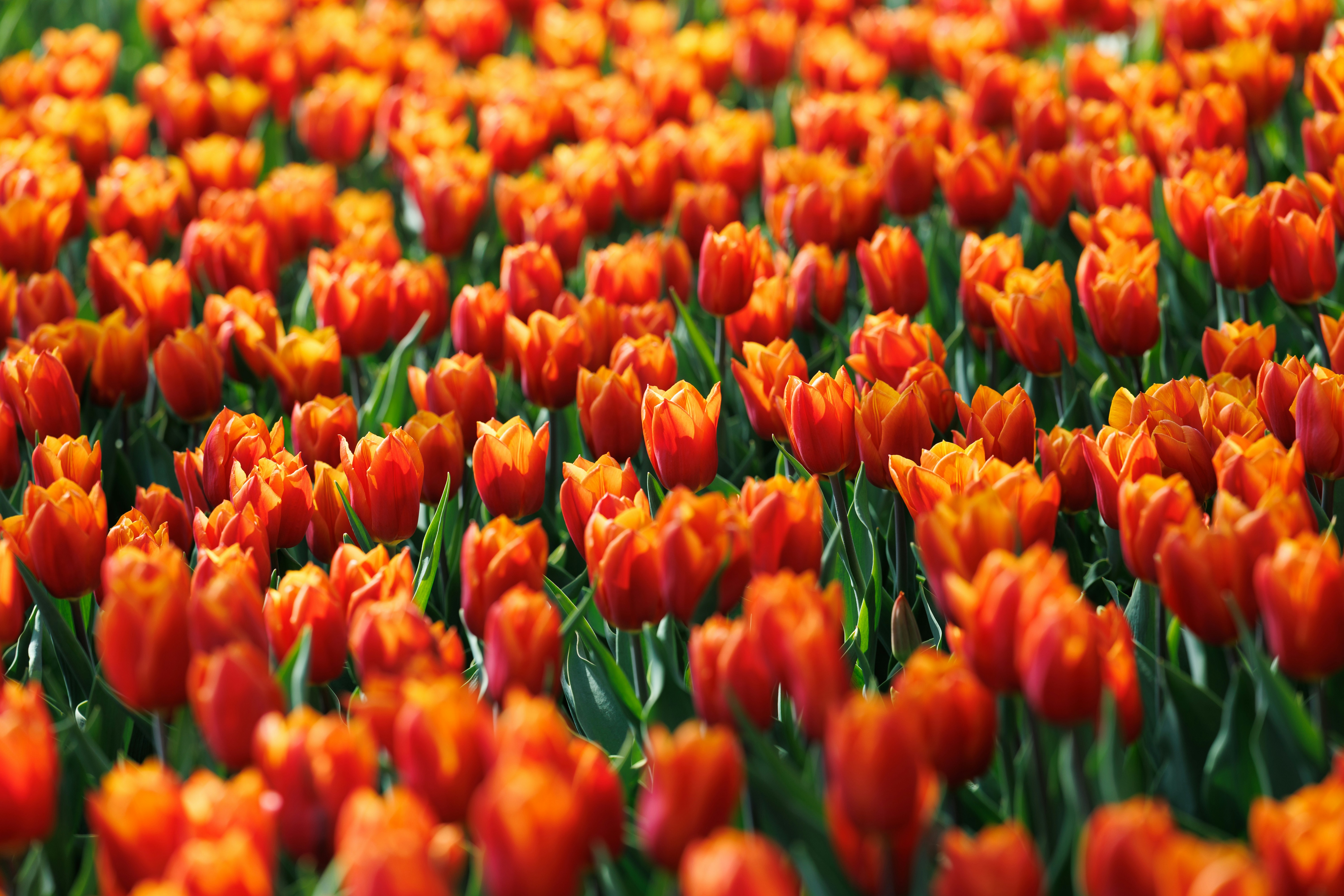 Vibrant Orange Tulip Sea Quietly Reaching for Spring Light