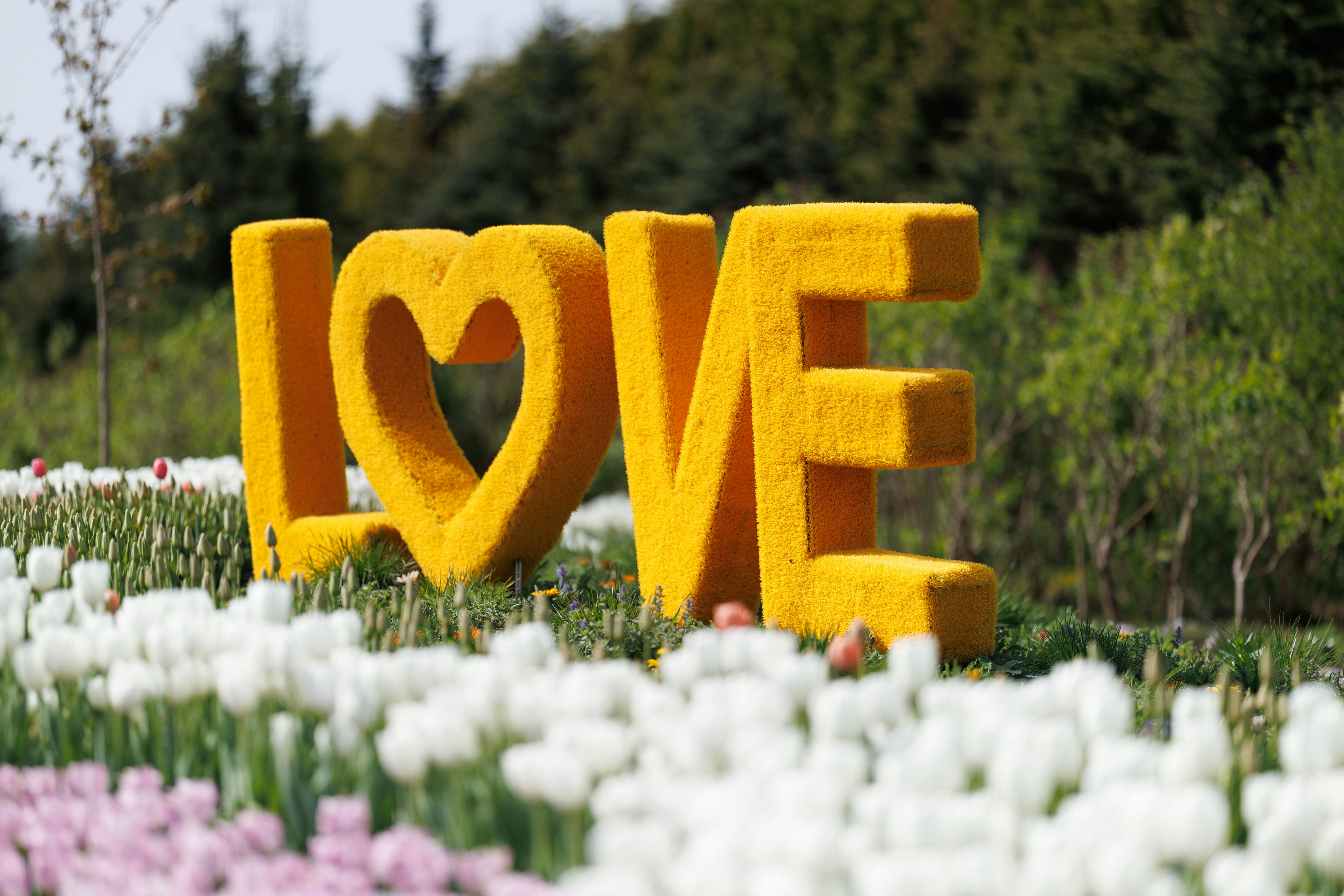 Love in Bloom: A Sunlit Sculpture Among Tulips