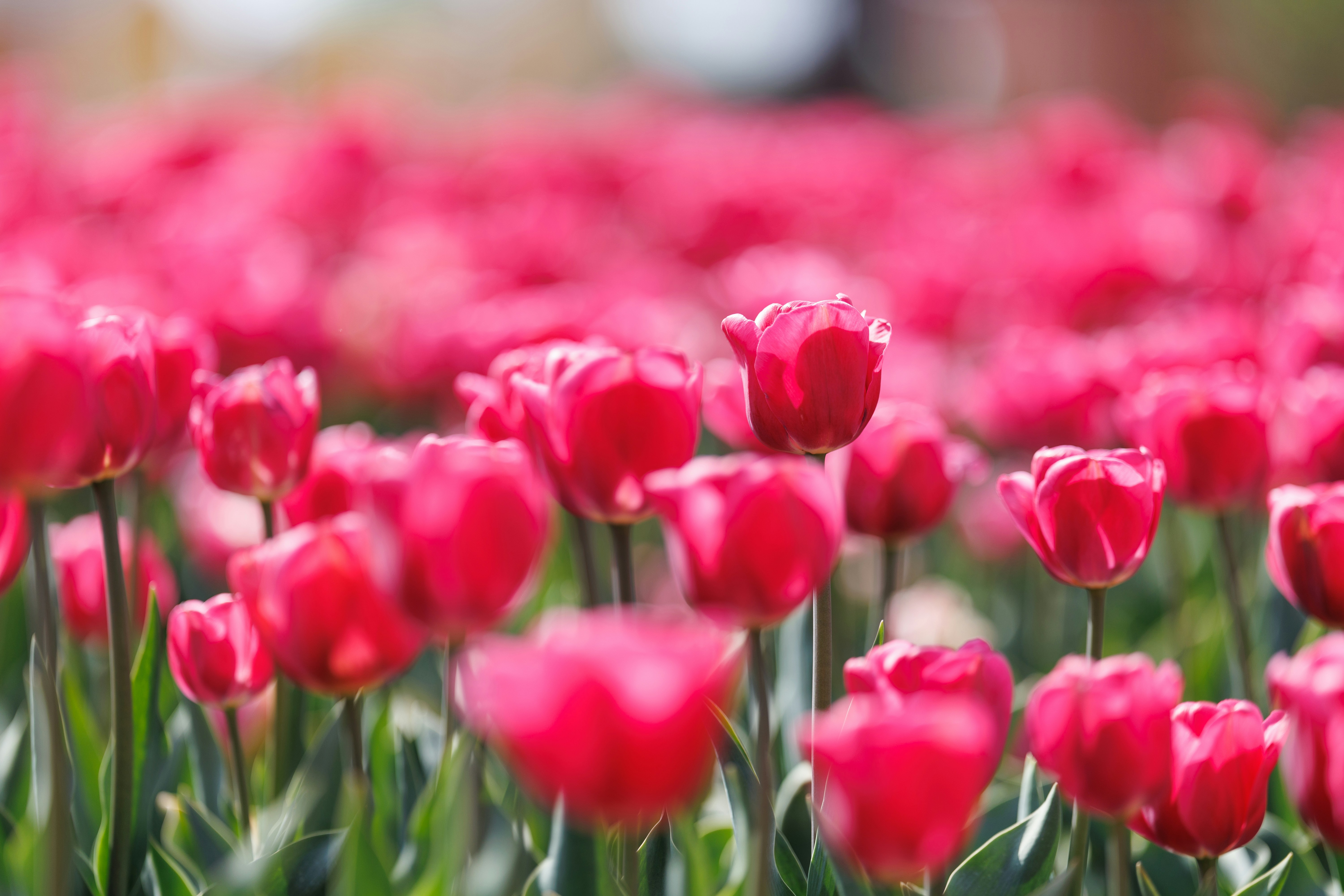 Tulip Wave: A Field of Blushing Petals in Soft Focus