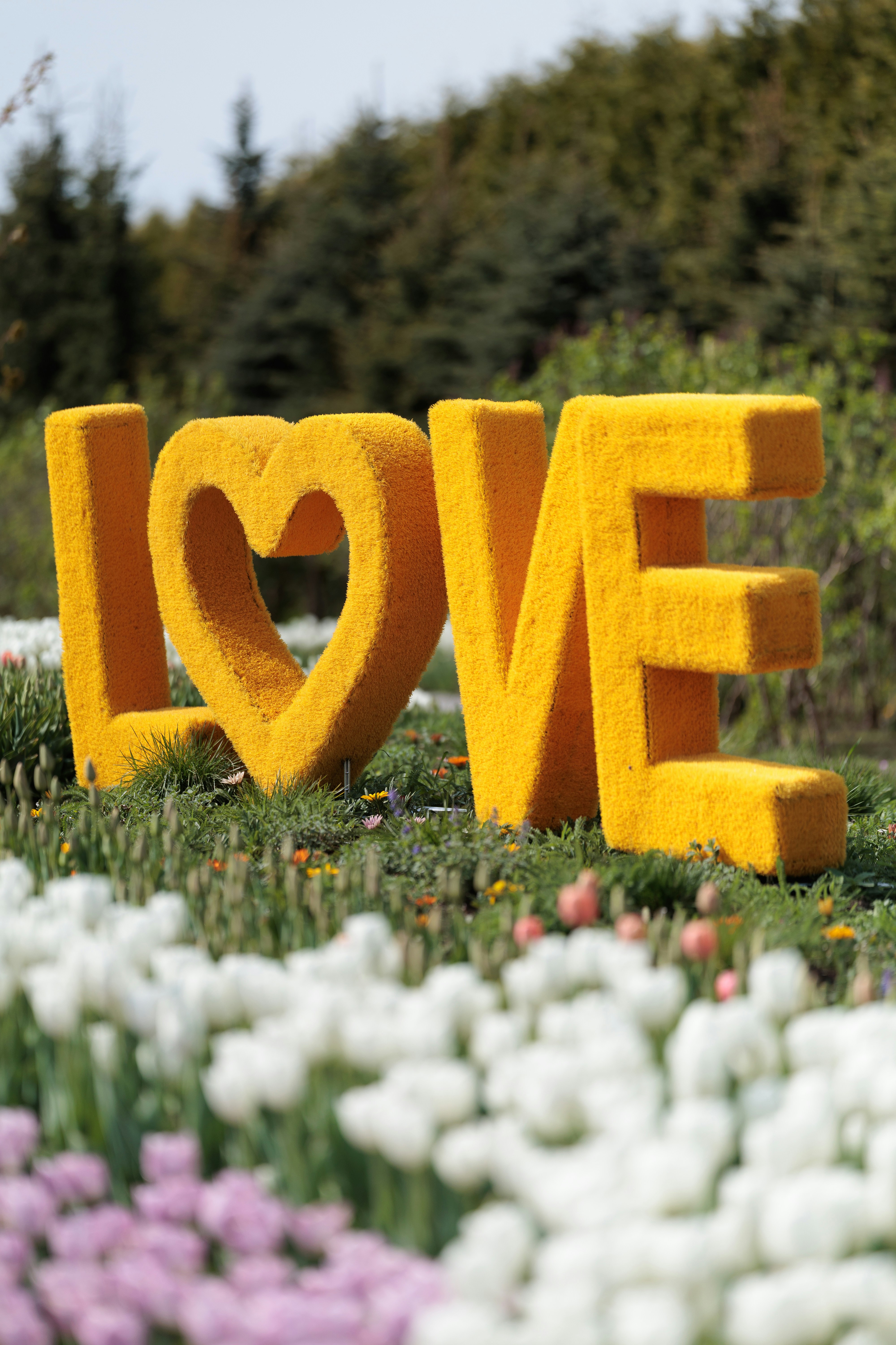 Yellow Love in a Blooming Field