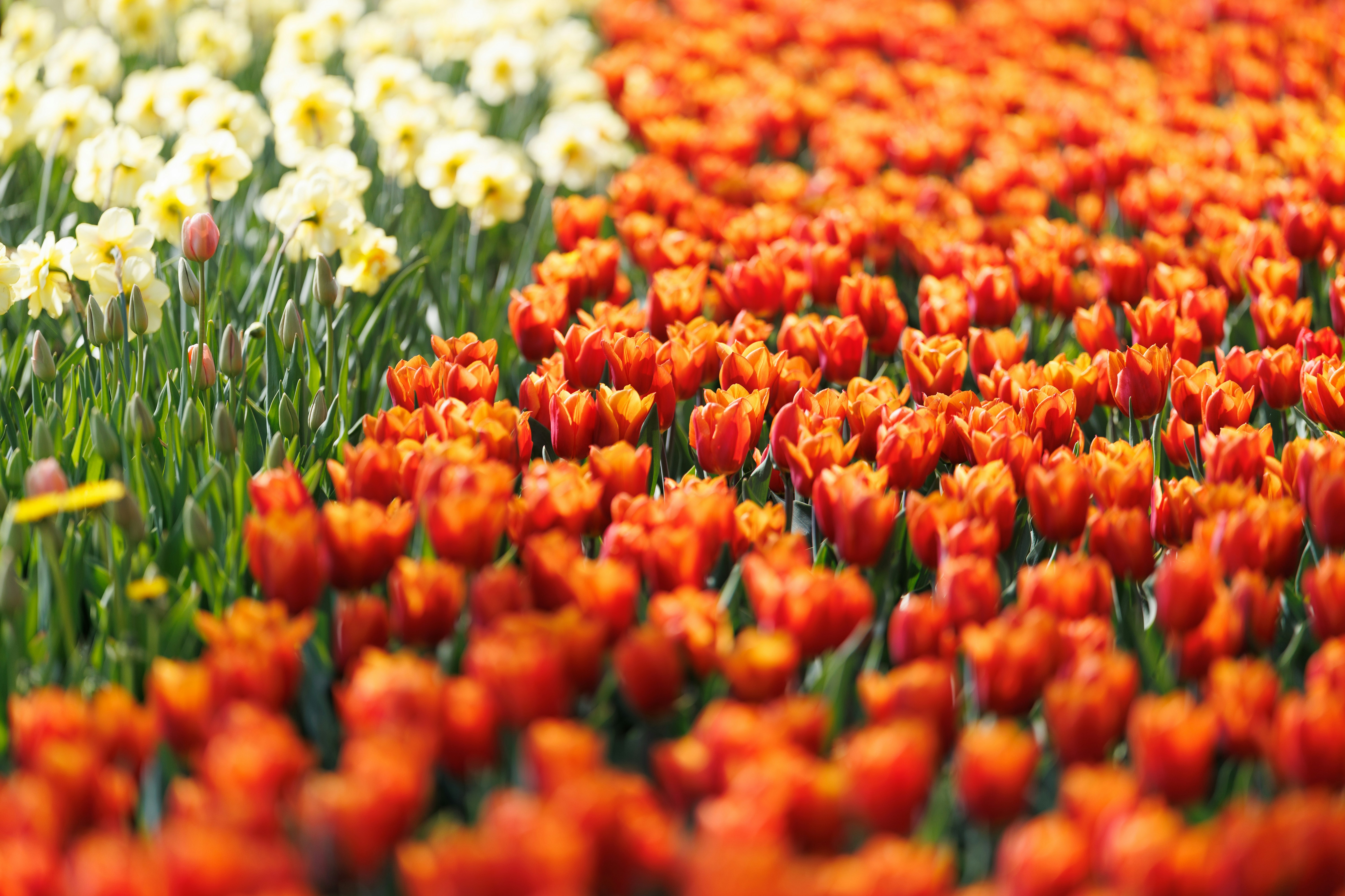 A Sea of Tulips: Orange in the Foreground, Cream in the Background