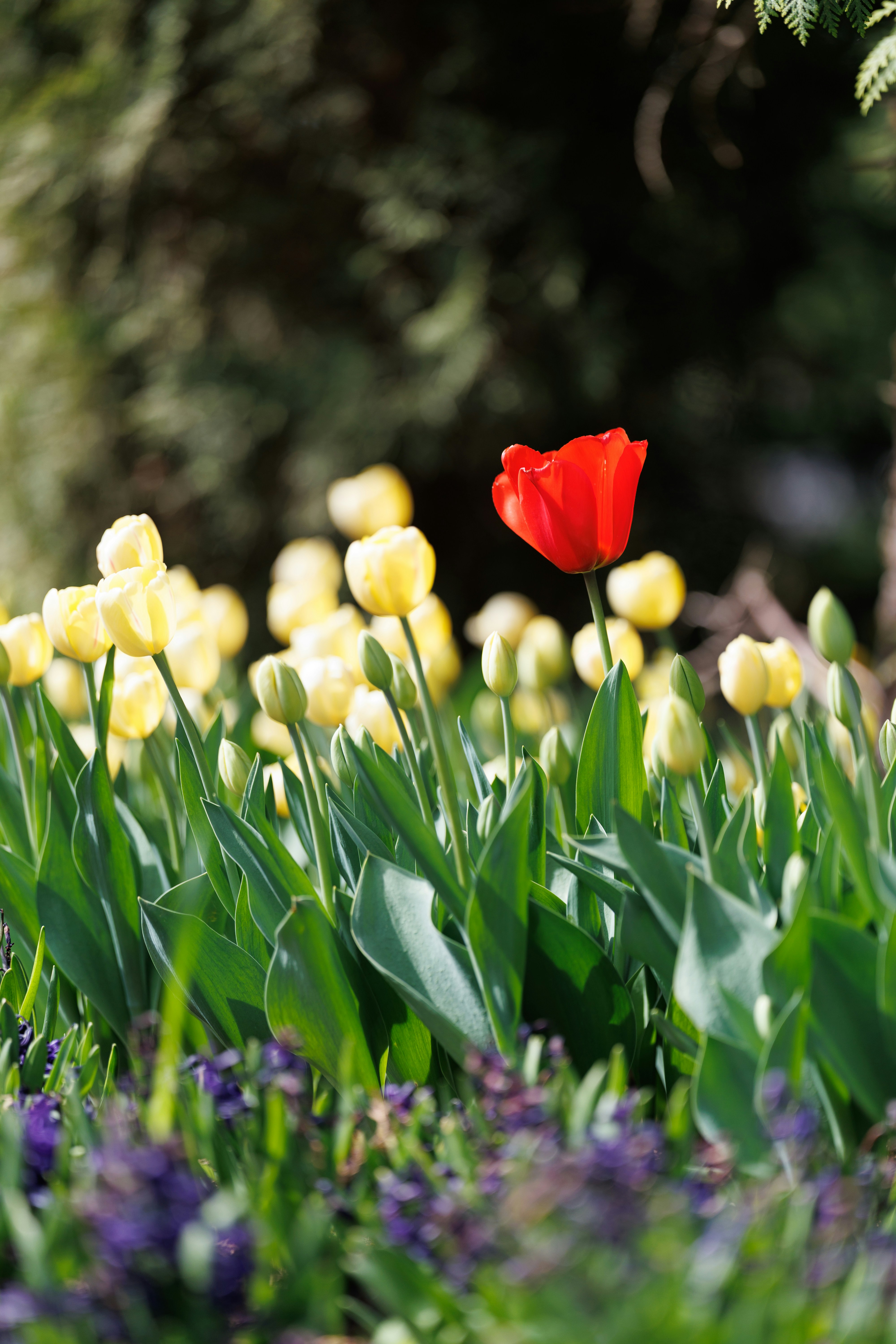 Red Tulip Among Quiet Yellow Blooms in a Sunlit Garden