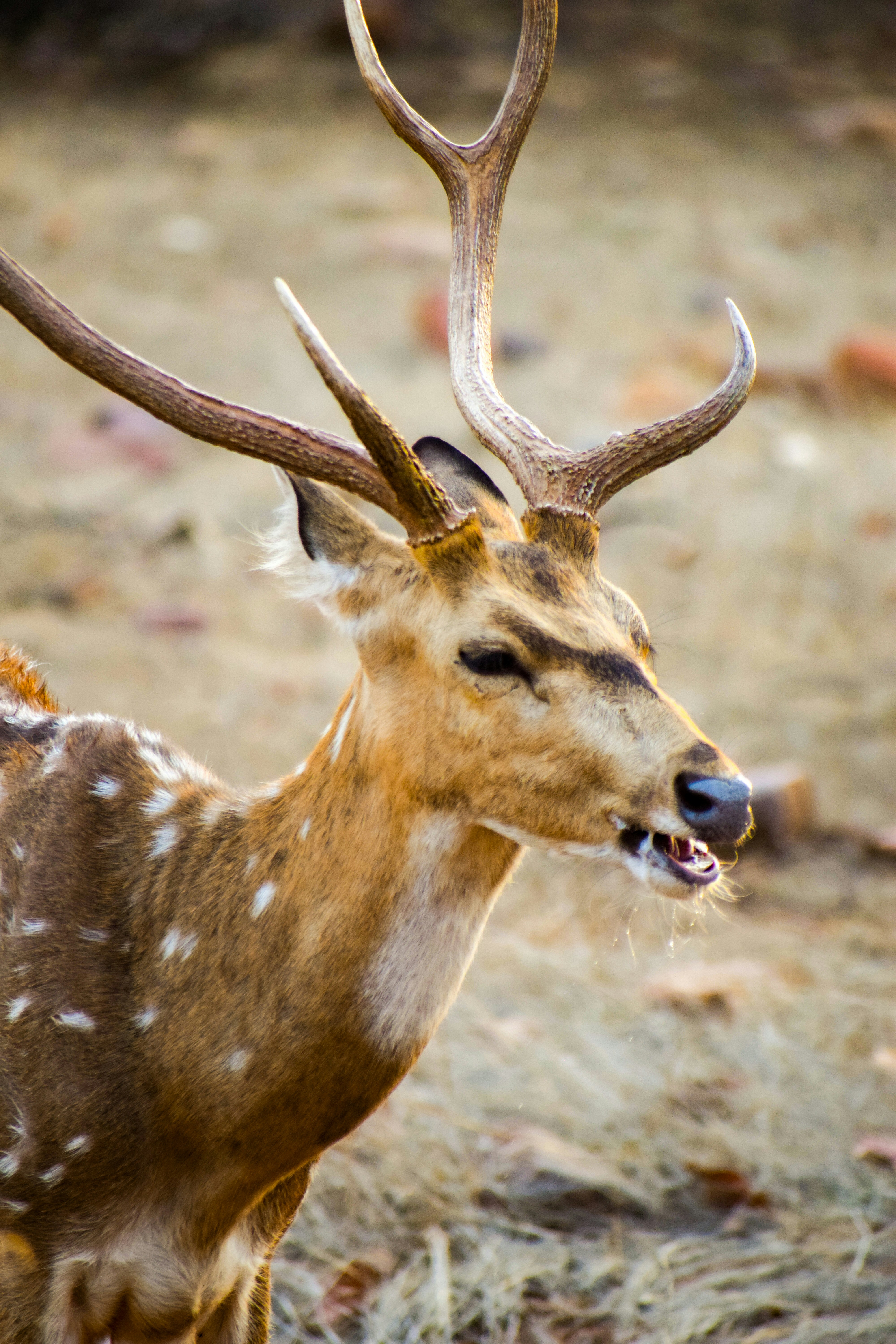 Antlered Stare: A Regal Deer in Focus