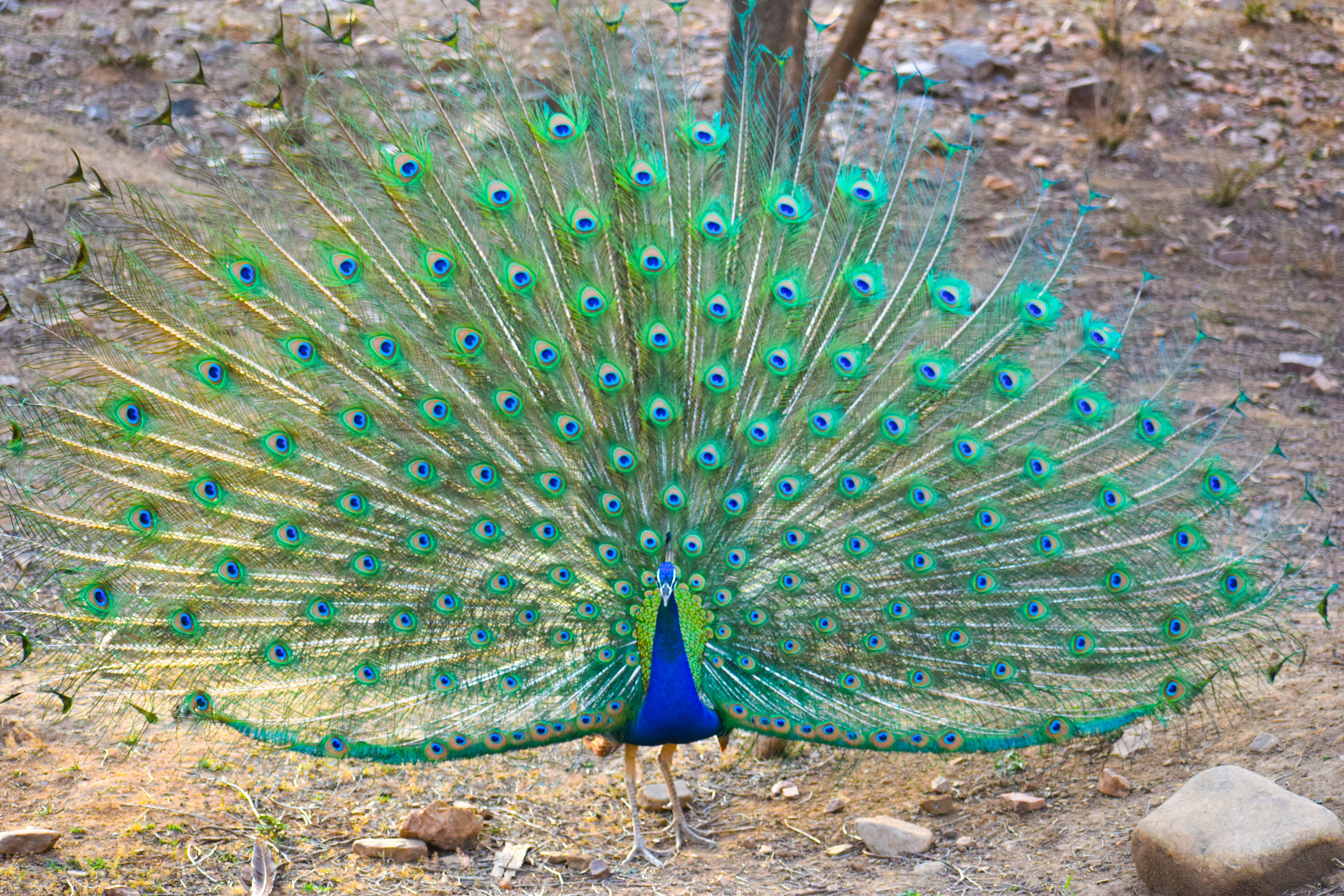 Regal Display: The Peacock’s Unfurling Fan