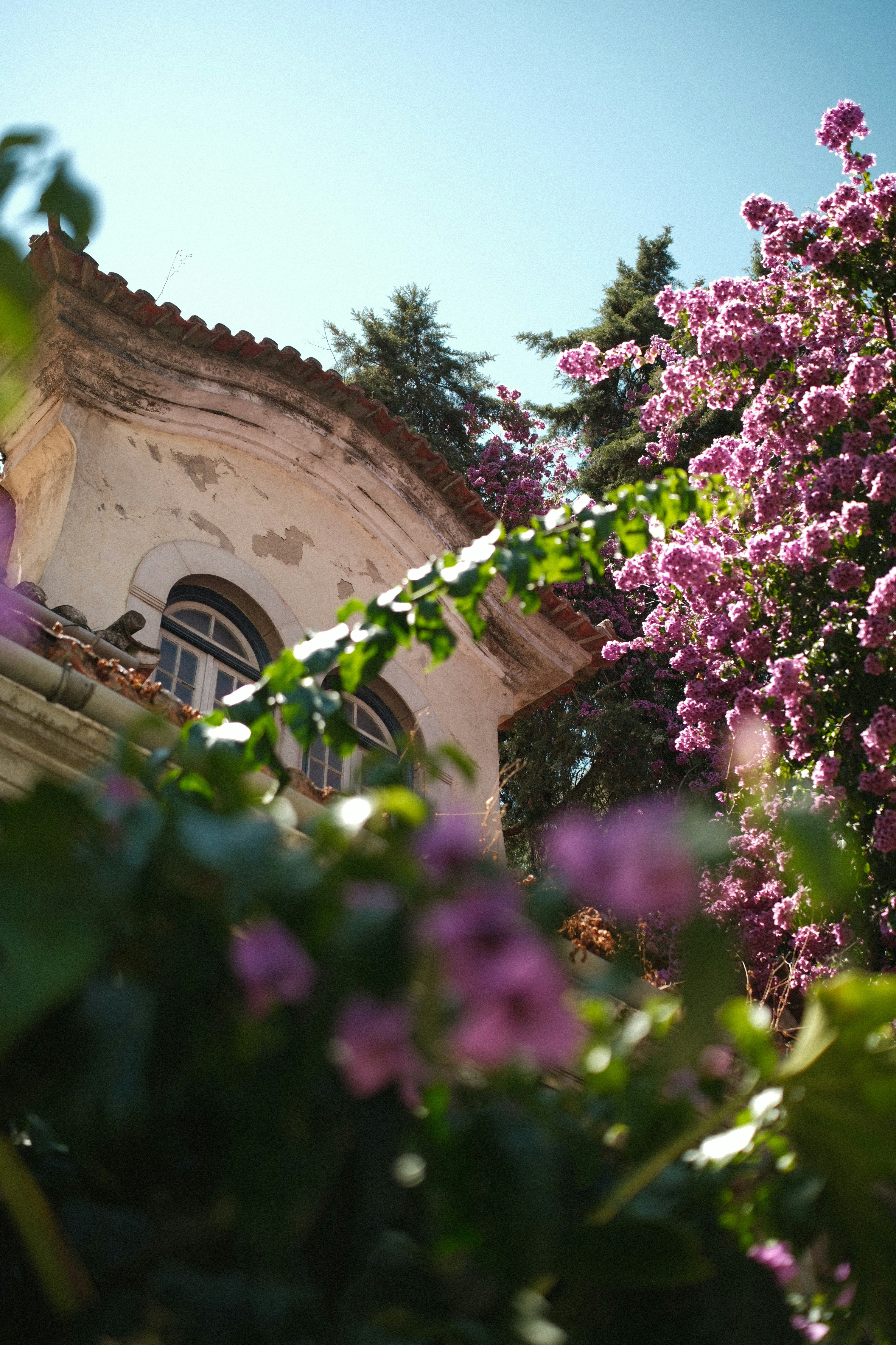 Sunlit Arched Facade Peeking Through Luminous Blooms