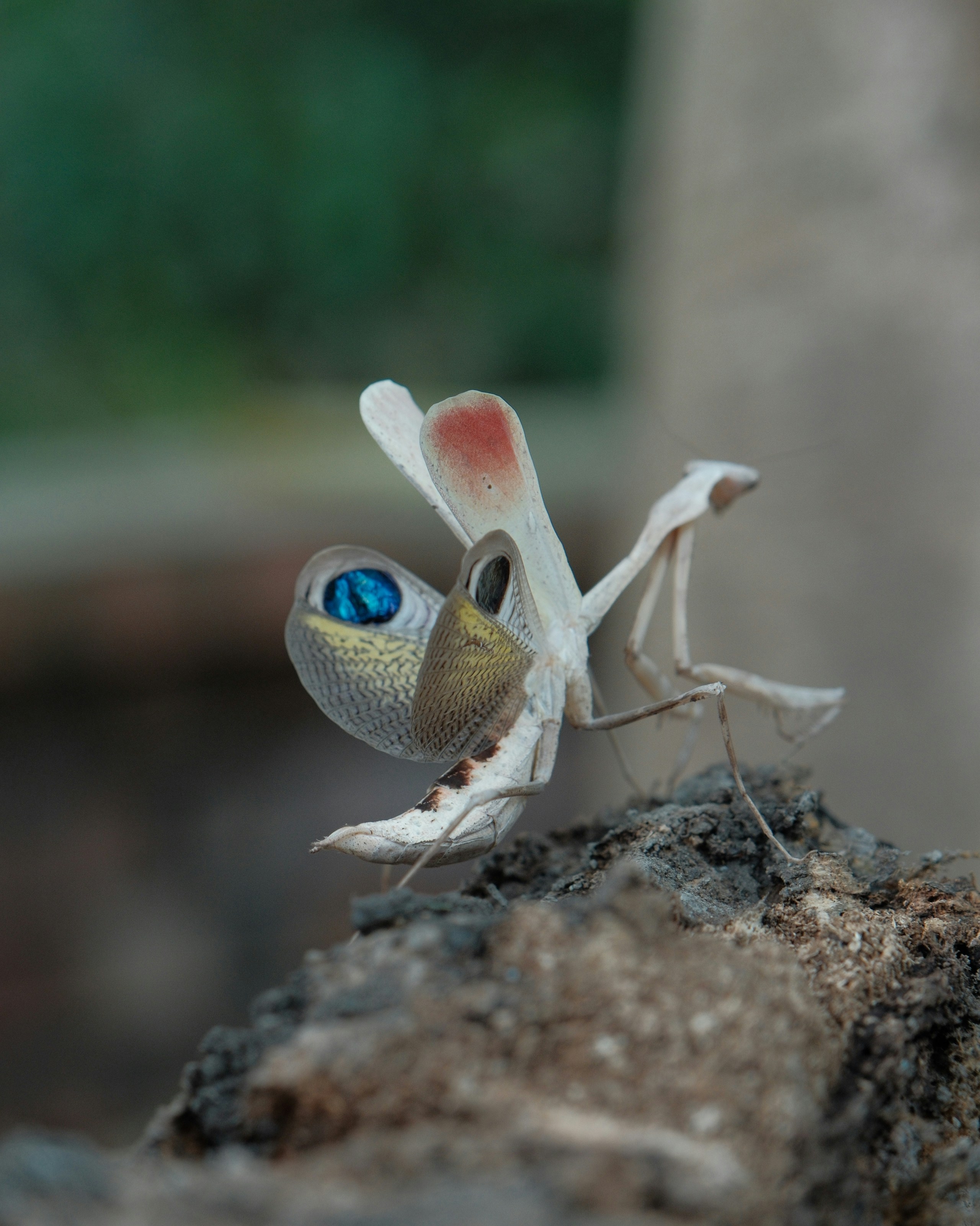Fragile Armor: A Mantis Orchid Petal Adorns a Tiny Survivor