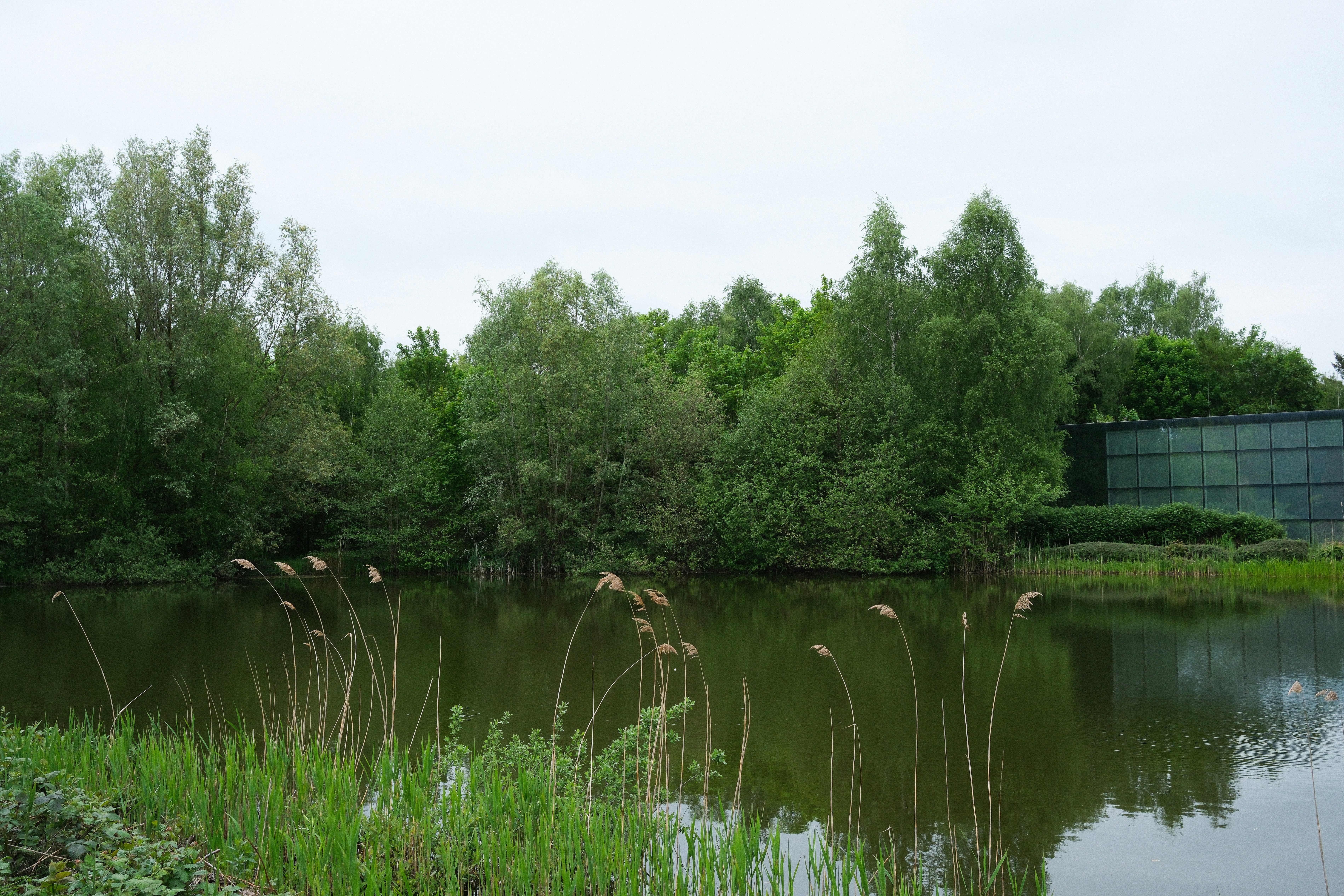 Calm Lakeside with Reeds and Verdant Edge
